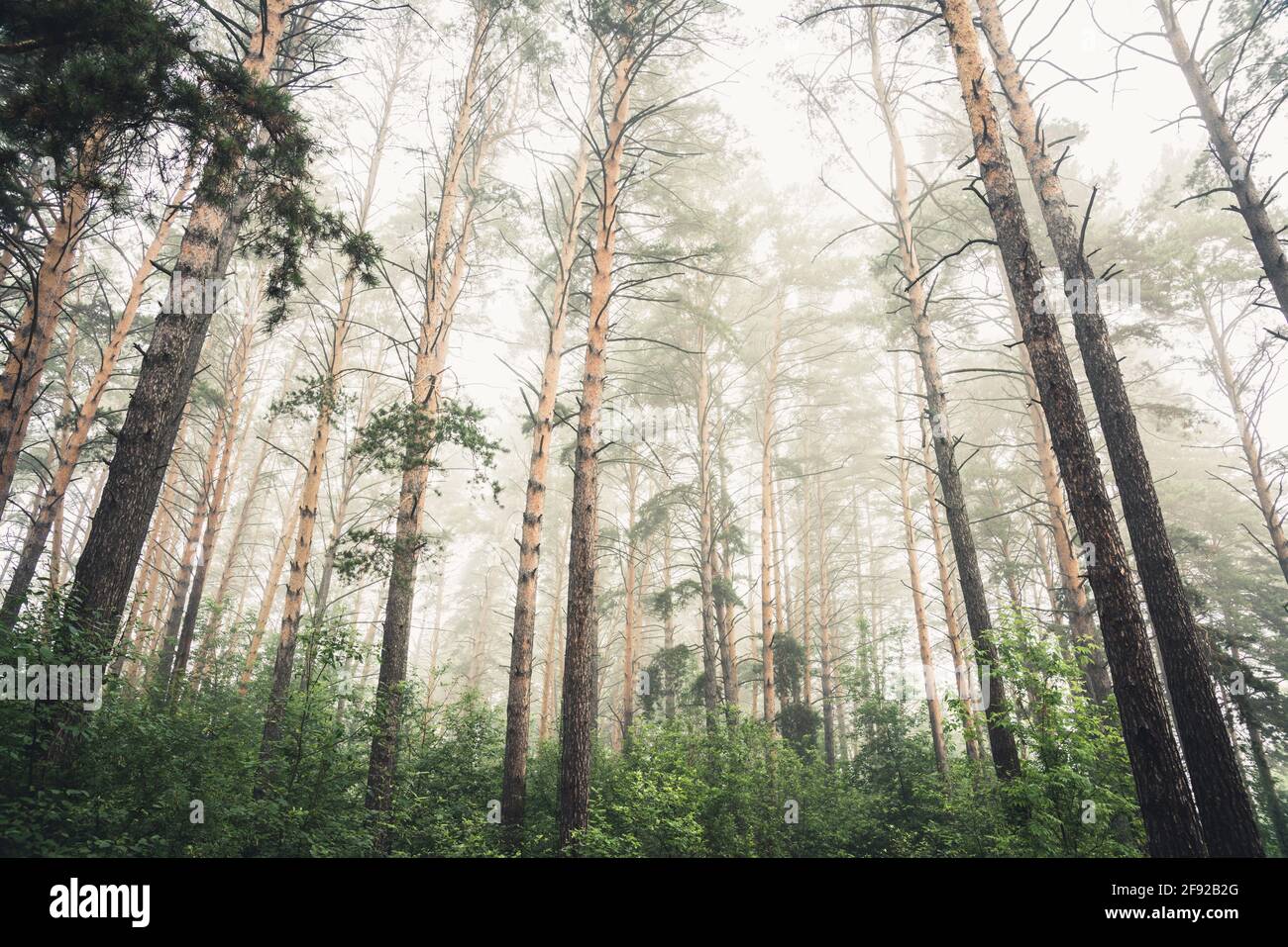Beautiful summer forest with different trees in morning fog Stock Photo ...
