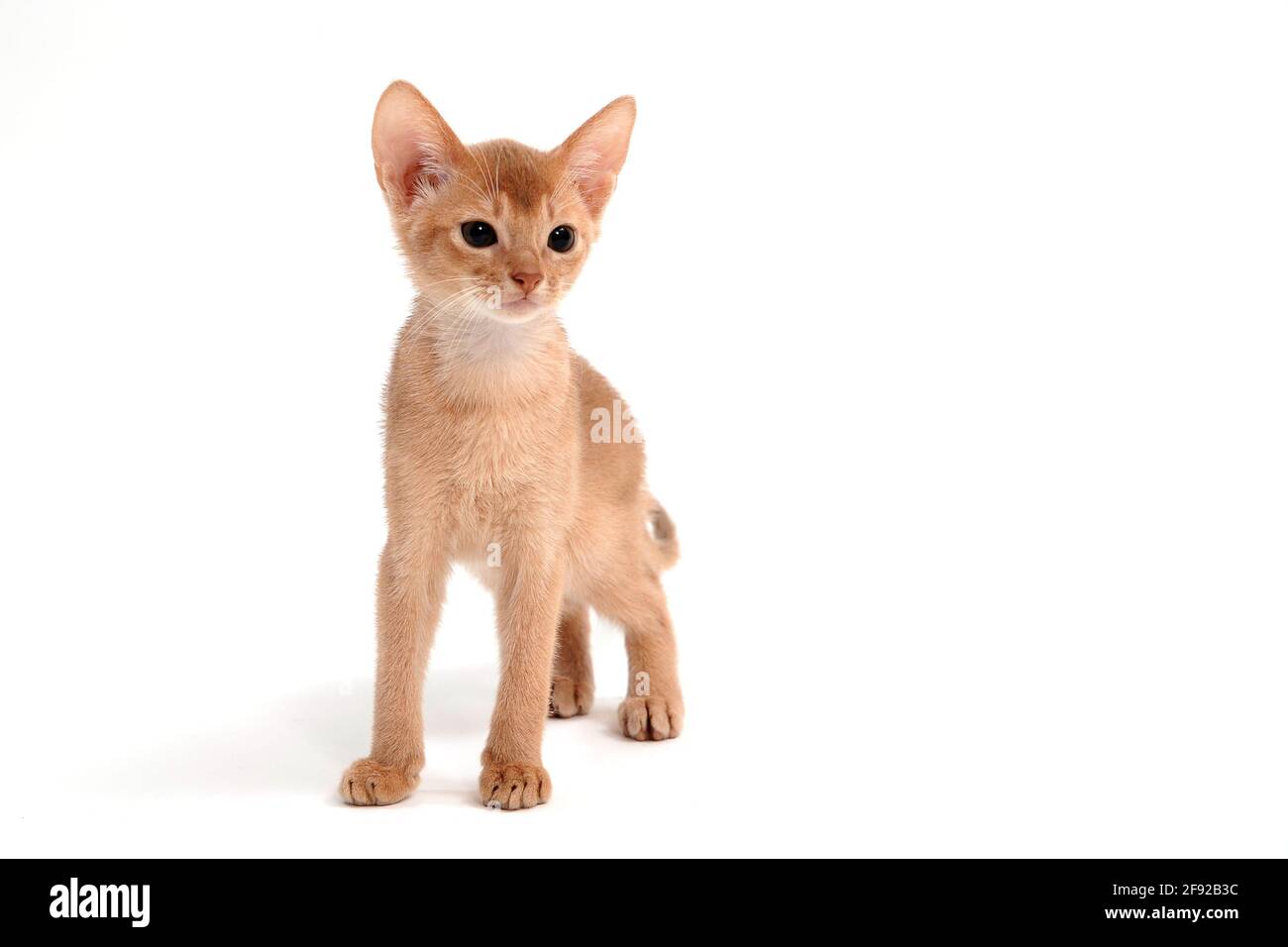 Abyssinian ginger cat stands on a white background Stock Photo - Alamy