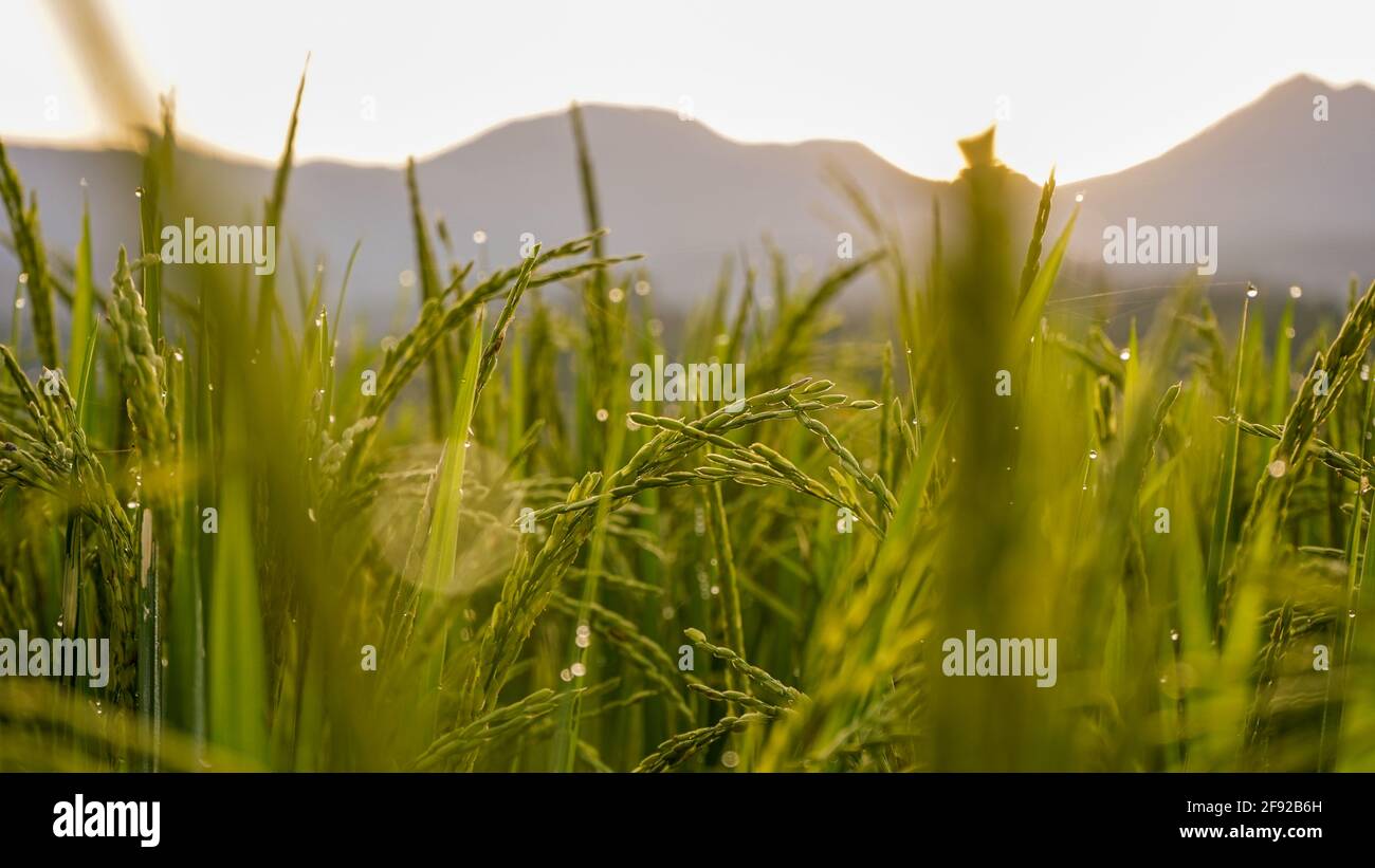 Green rice landscape in the morning Stock Photo - Alamy