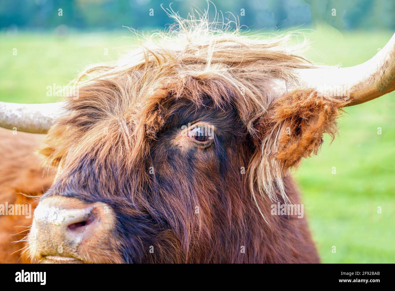 Bull's head hi-res stock photography and images - Alamy