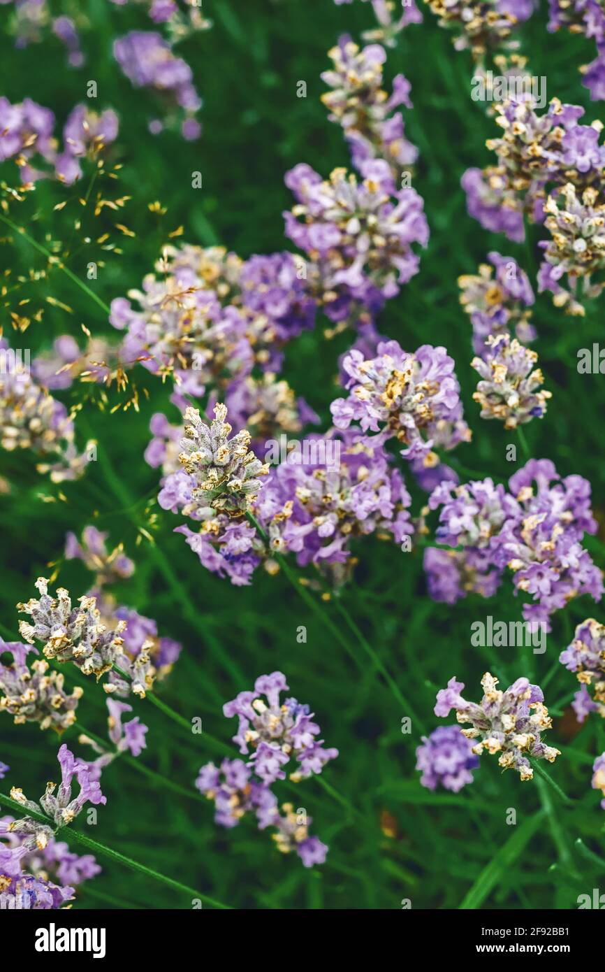 Lavender in blossom hi-res stock photography and images - Alamy