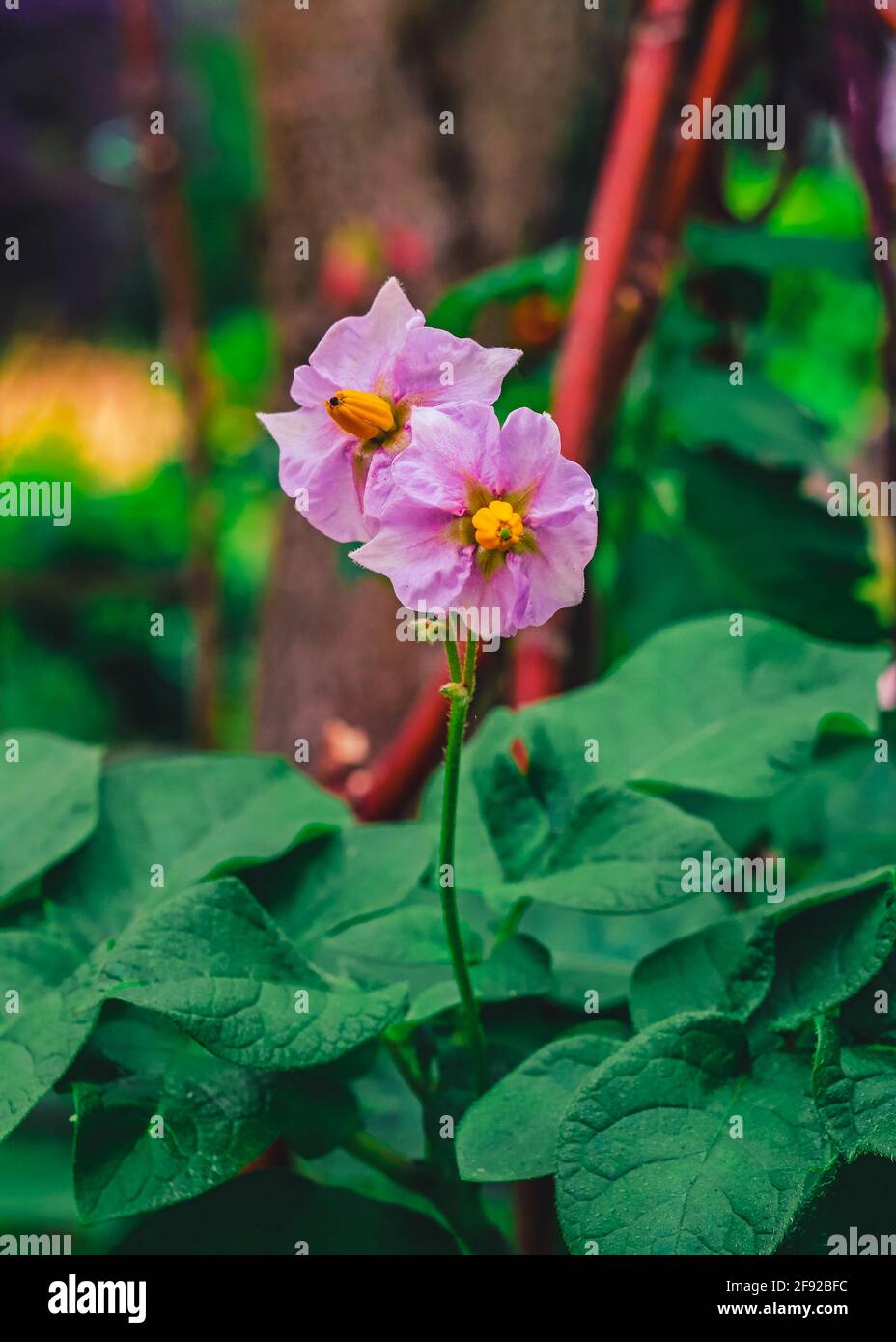 Potato plant flowering hi-res stock photography and images - Alamy
