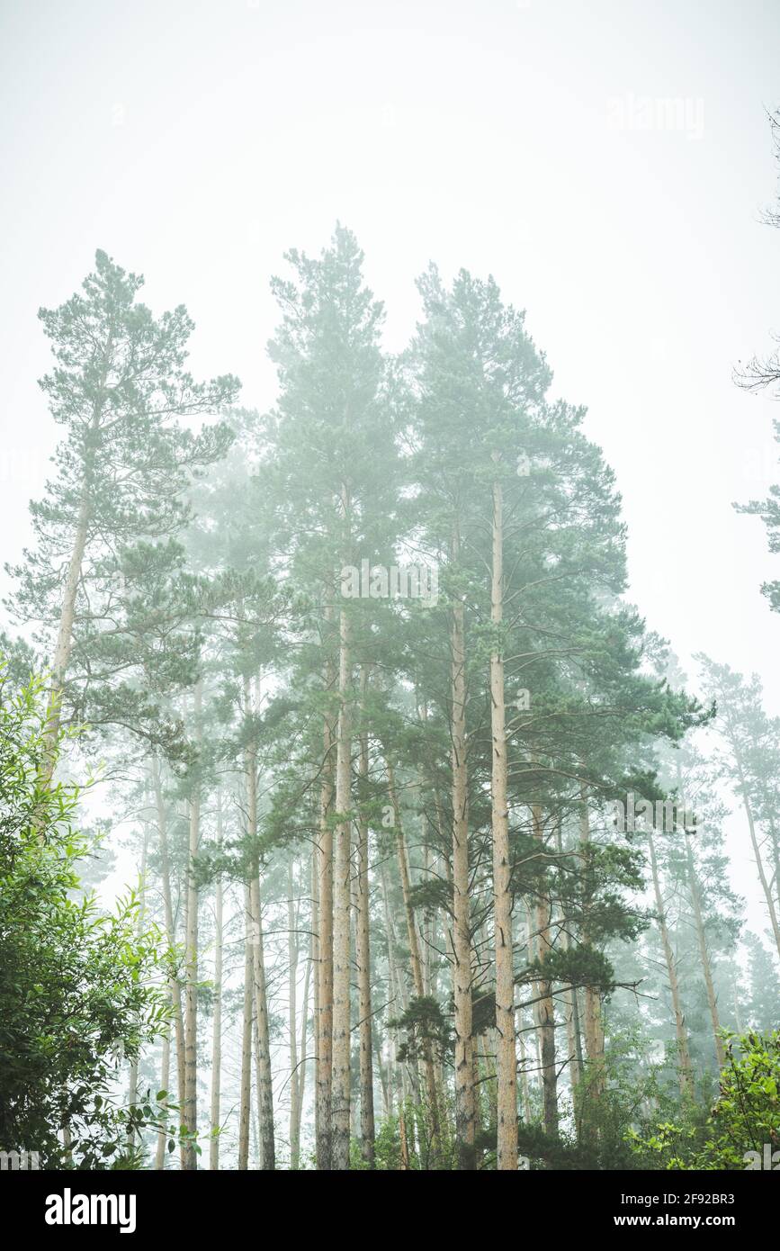 Beautiful summer forest with different trees in morning fog Stock Photo ...