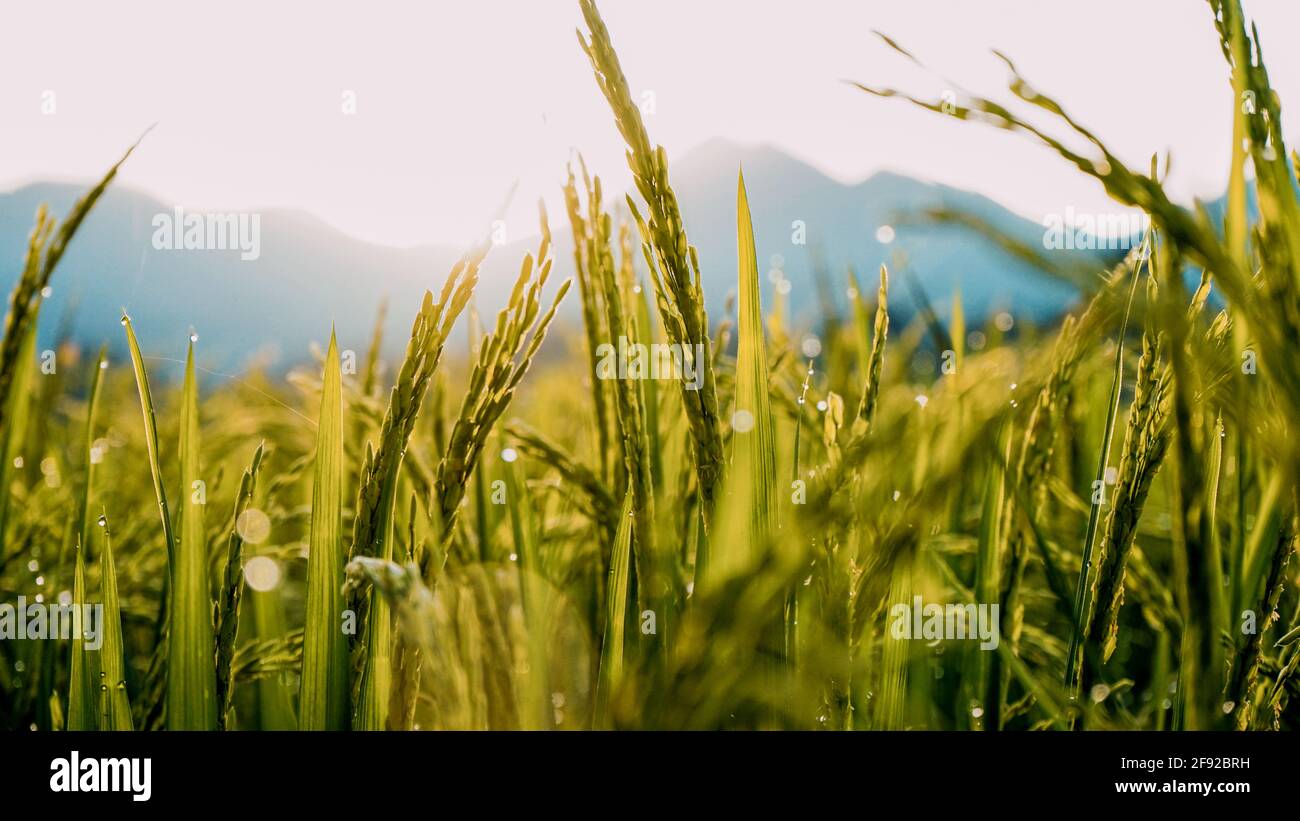Green rice landscape in the morning Stock Photo - Alamy