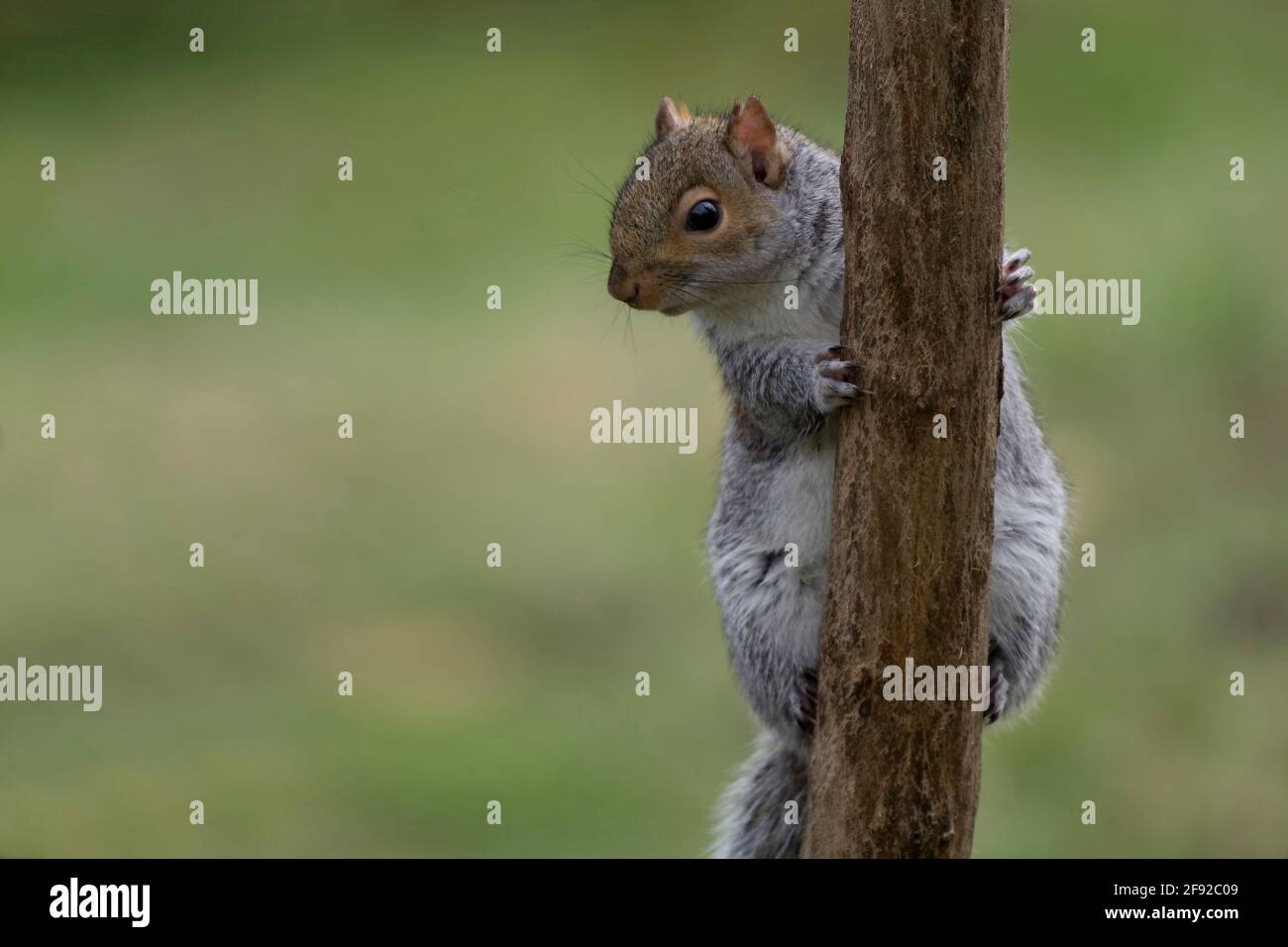 Grey Squirrel Climbing A Small Tree Stock Photo - Alamy