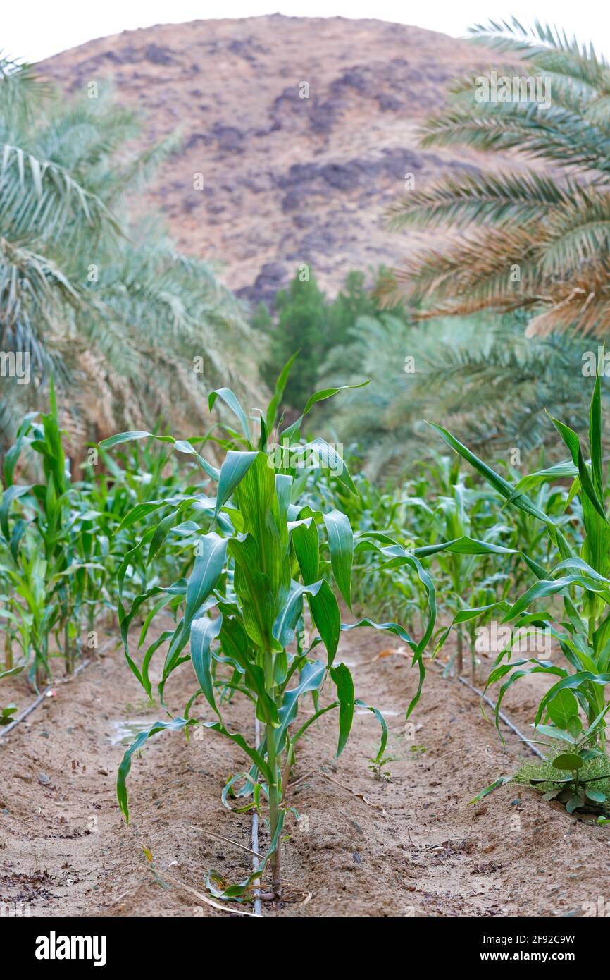 Taif and saudi arabia and farm hi-res stock photography and images - Alamy