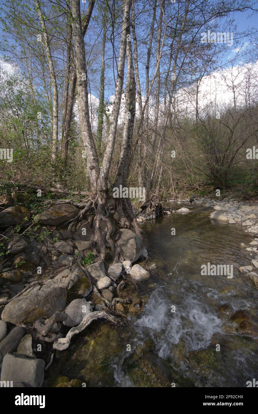 Melting stream in forest hi-res stock photography and images - Alamy