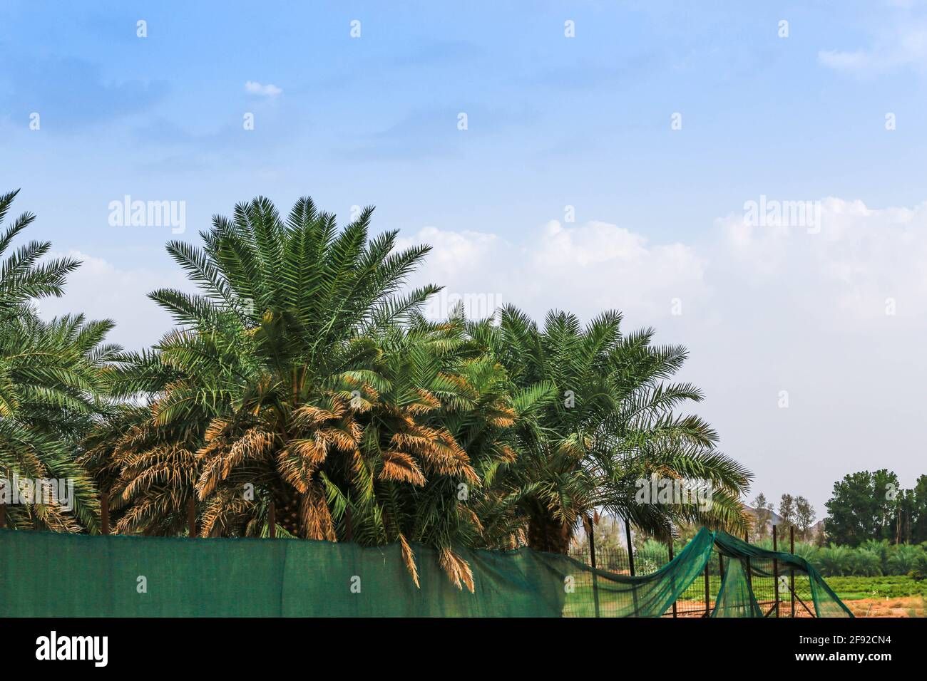 Saudi Arabian farm land Stock Photo - Alamy