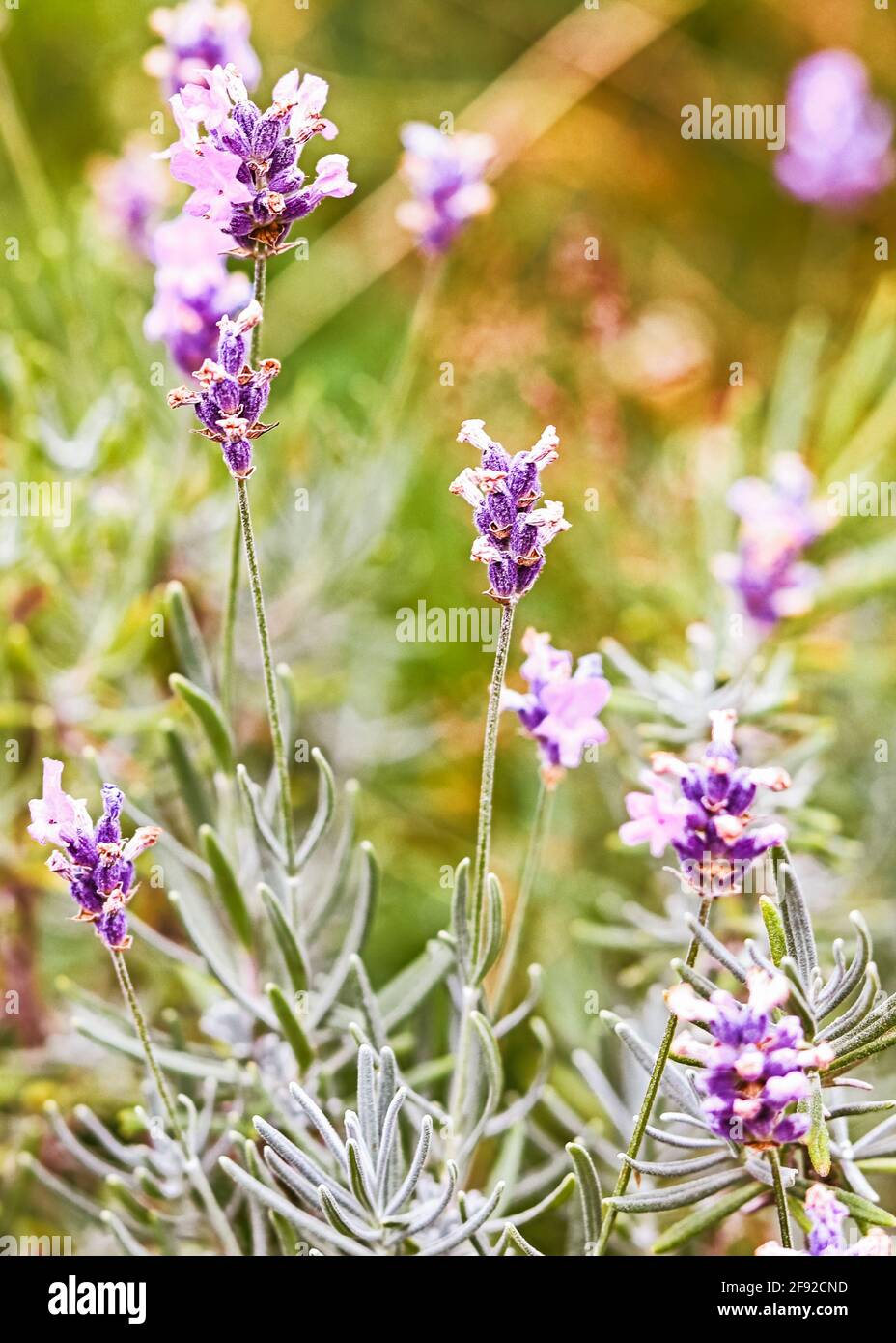 Lavender blooming in the summer garden Stock Photo - Alamy