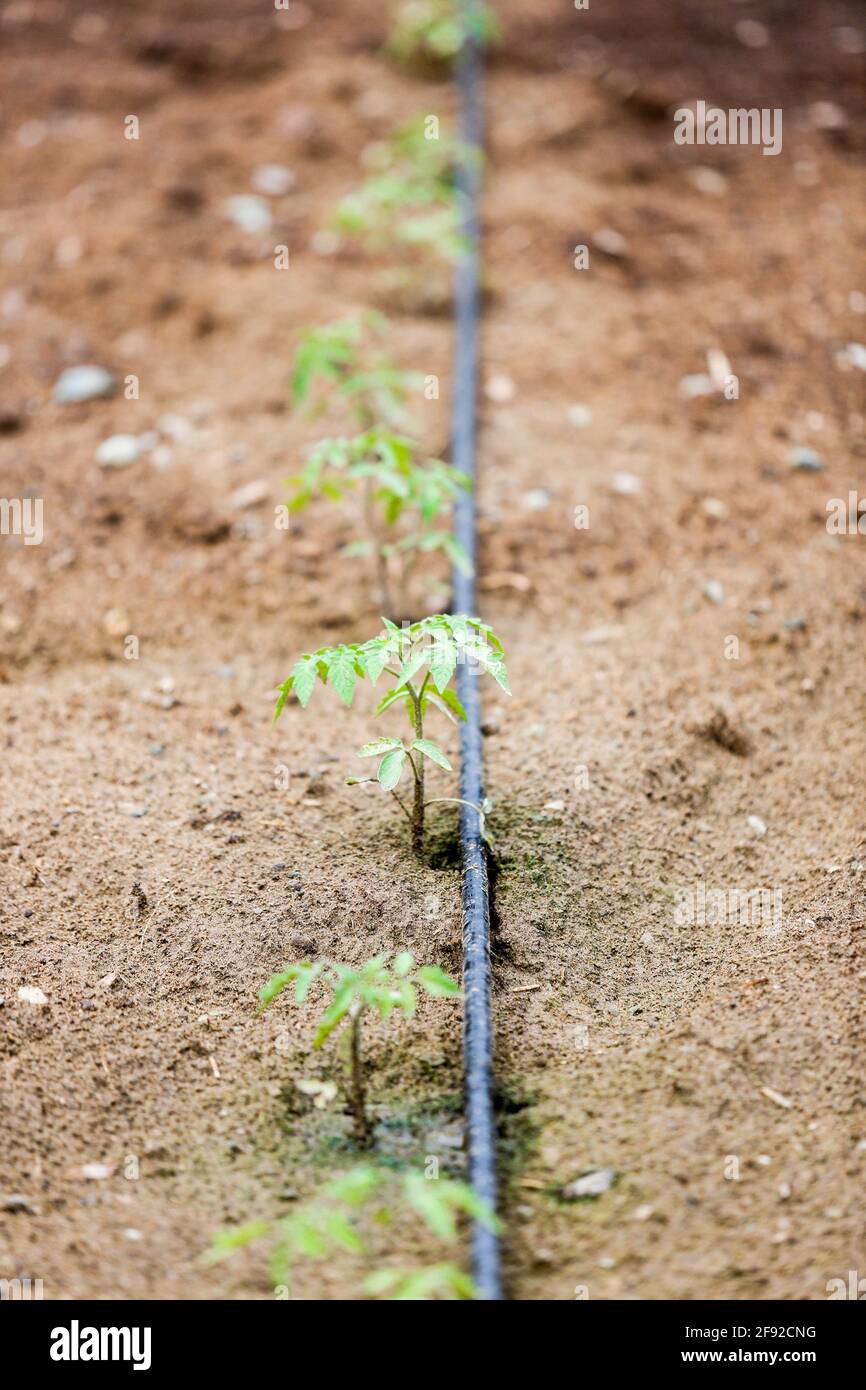 Saudi arabia date palm farm hi-res stock photography and images - Alamy