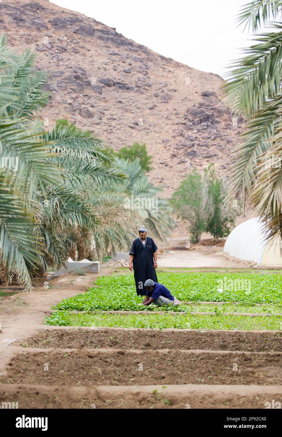 Saudi Arabian farm land Stock Photo - Alamy