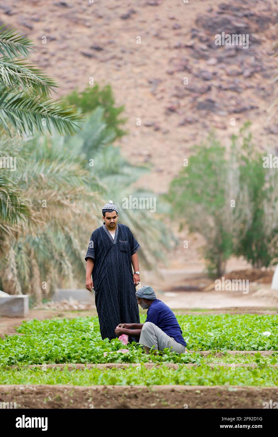 Saudi Arabian farm land Stock Photo - Alamy