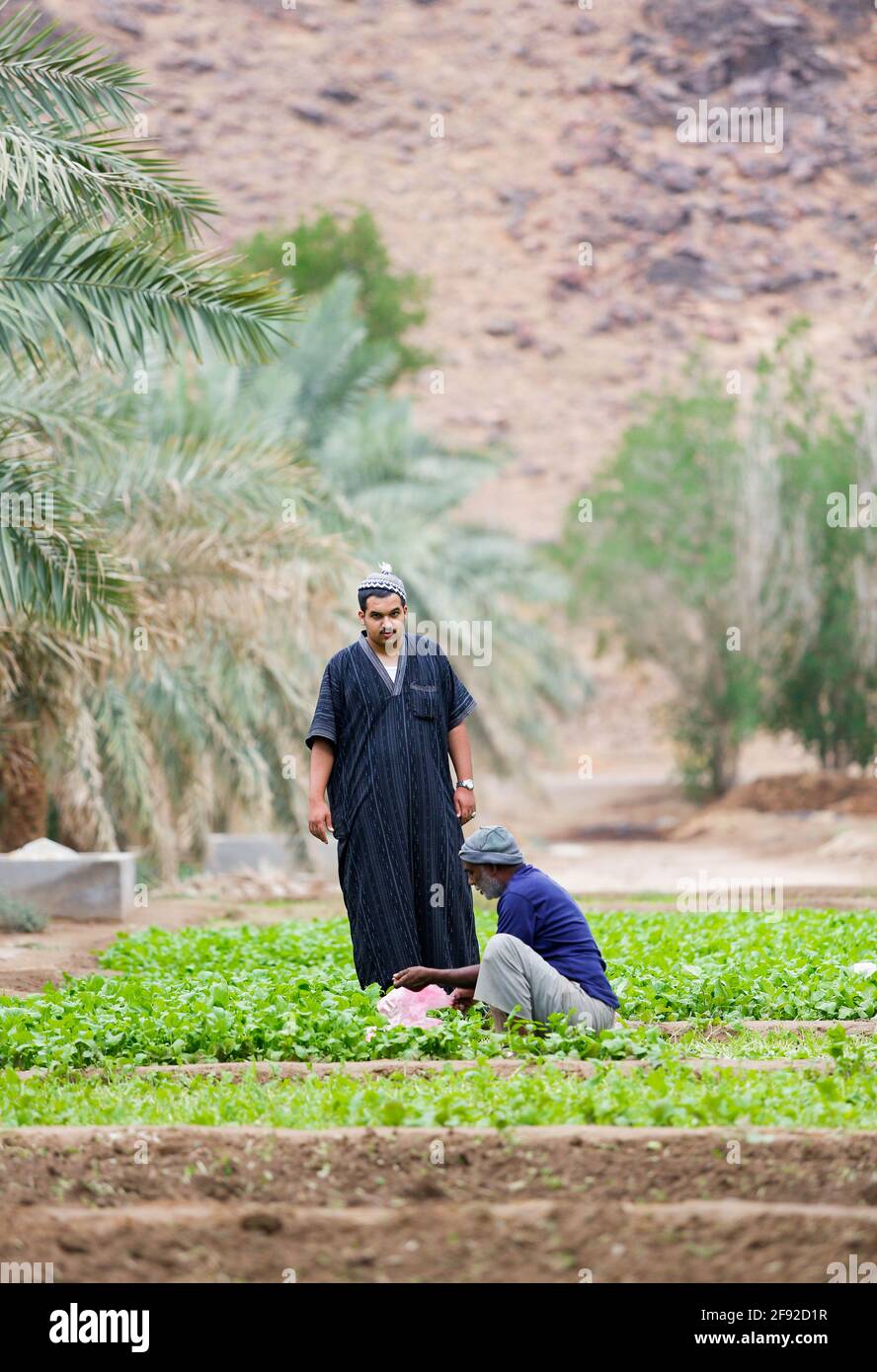 Saudi agriculture water hi-res stock photography and images - Alamy