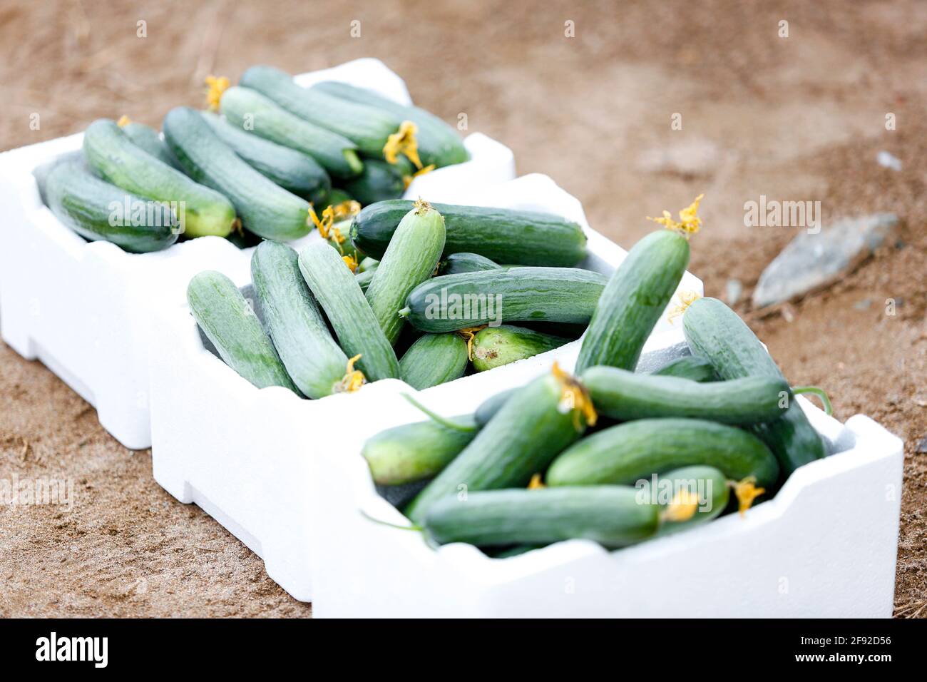 Saudi Arabian farm land Stock Photo - Alamy