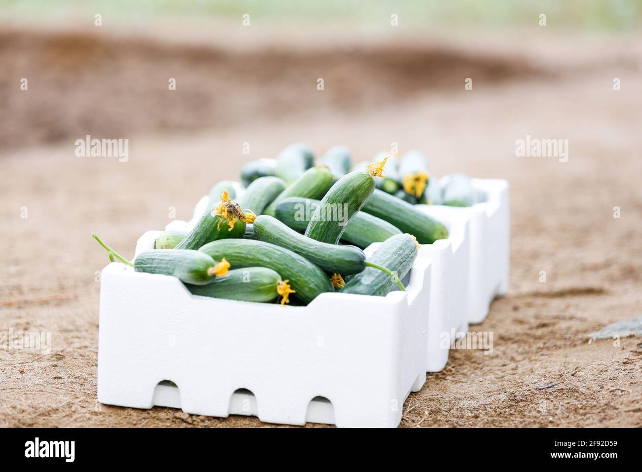 Saudi Arabian farm land Stock Photo - Alamy