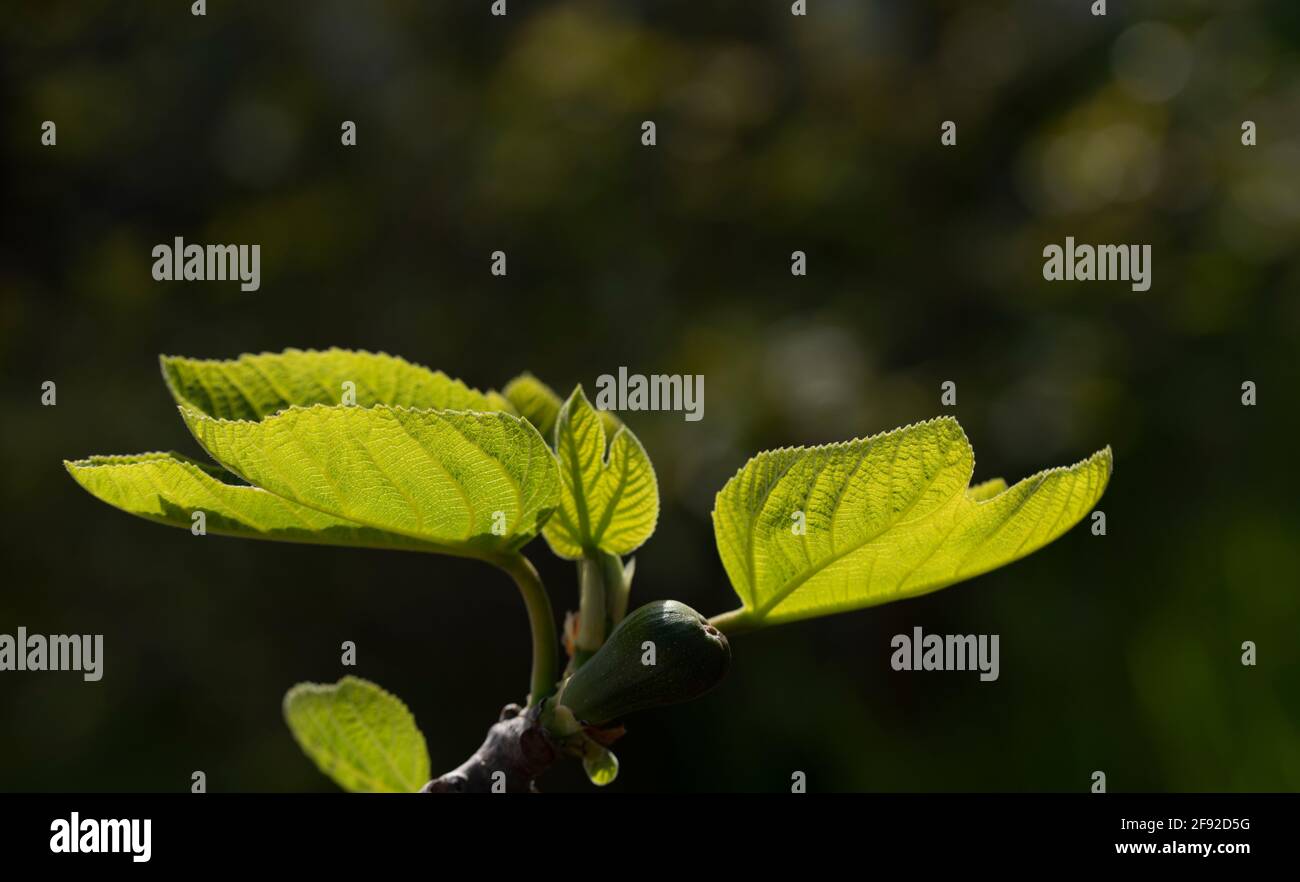Close-up in spring of young leaves of the fig tree and a small fig that ...