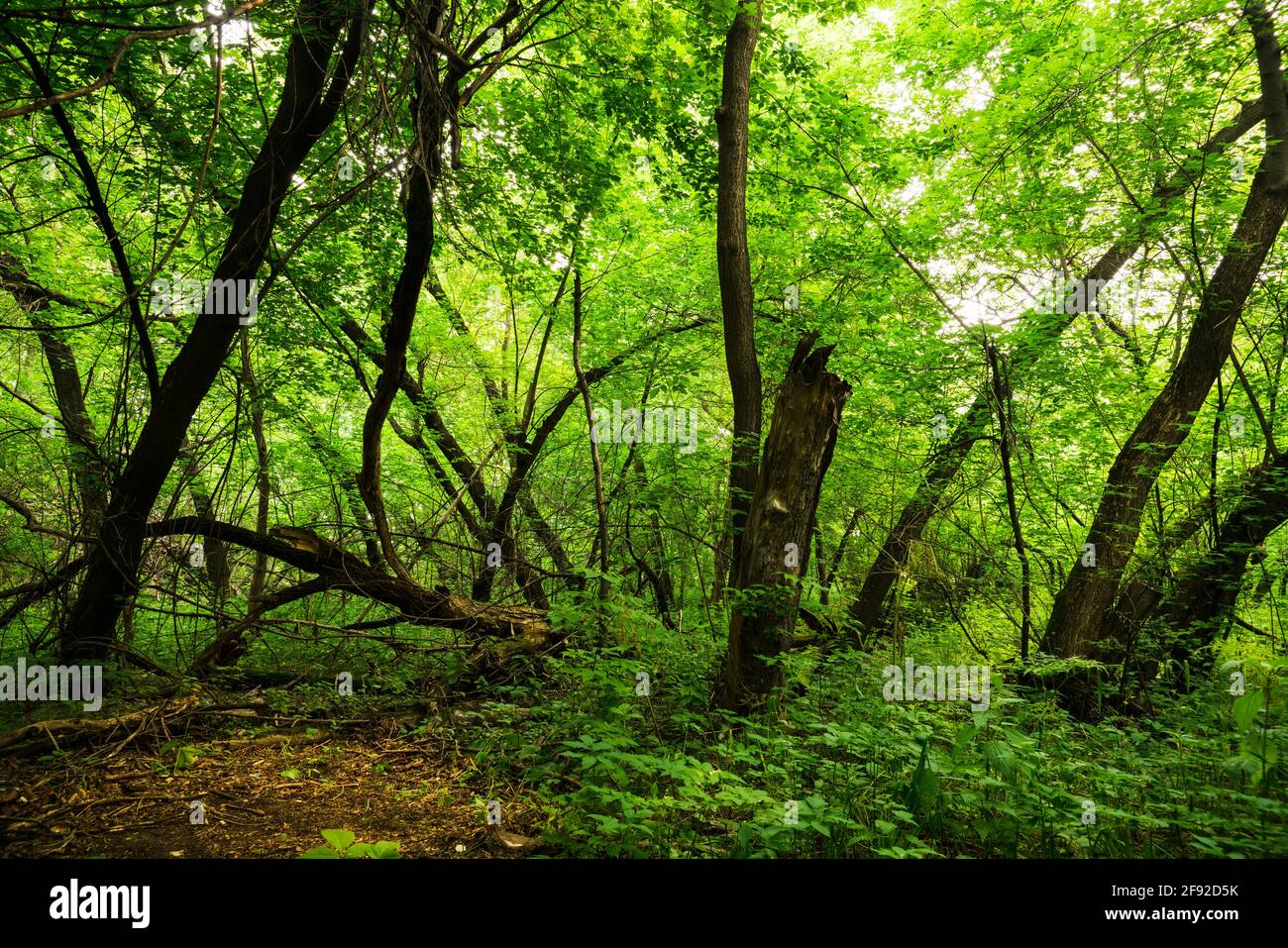 Beautiful place in deep of wild summer forest Stock Photo - Alamy