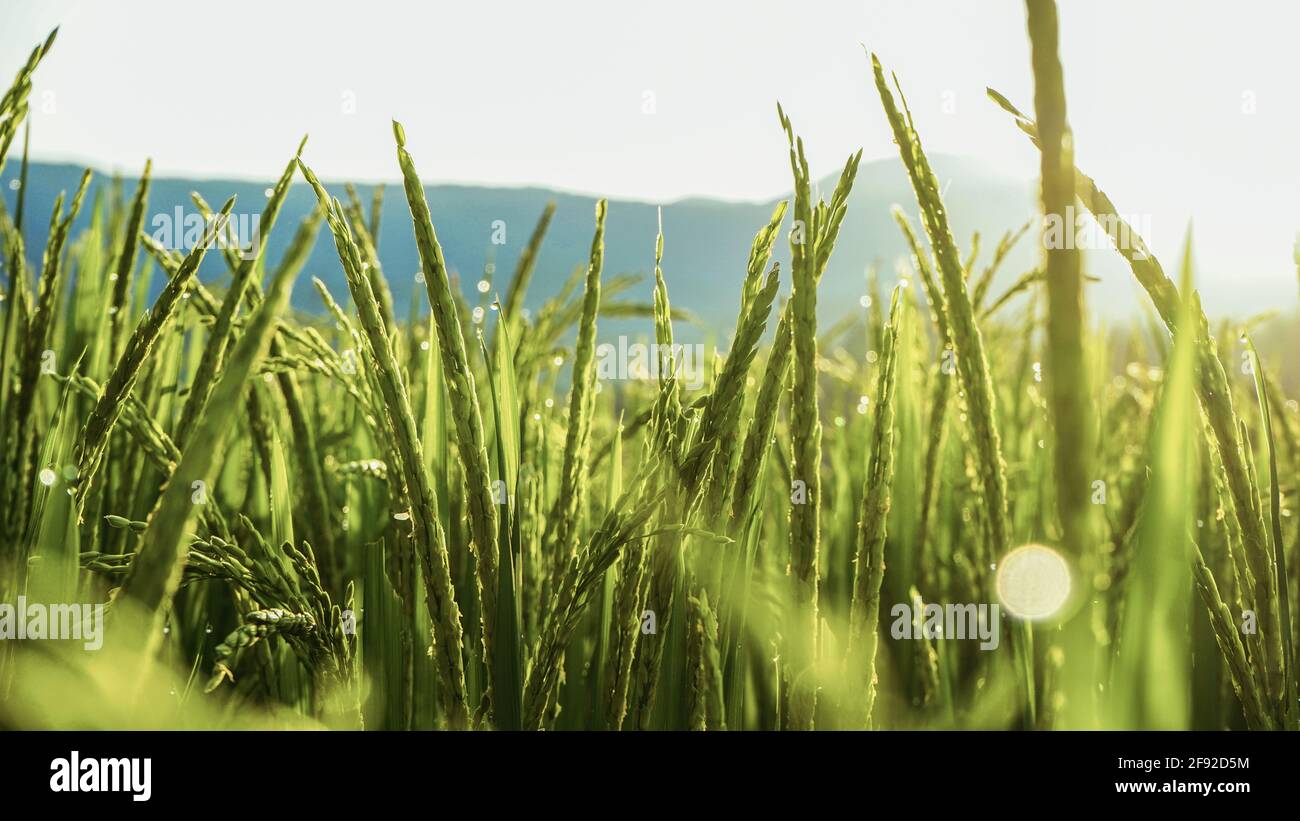 Non sticky rice hi-res stock photography and images - Alamy