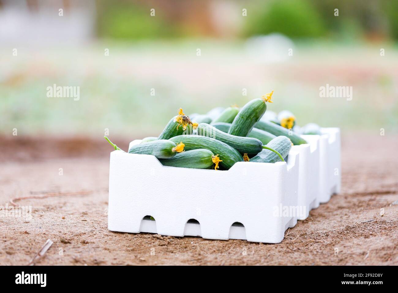 Saudi Arabian farm land Stock Photo - Alamy