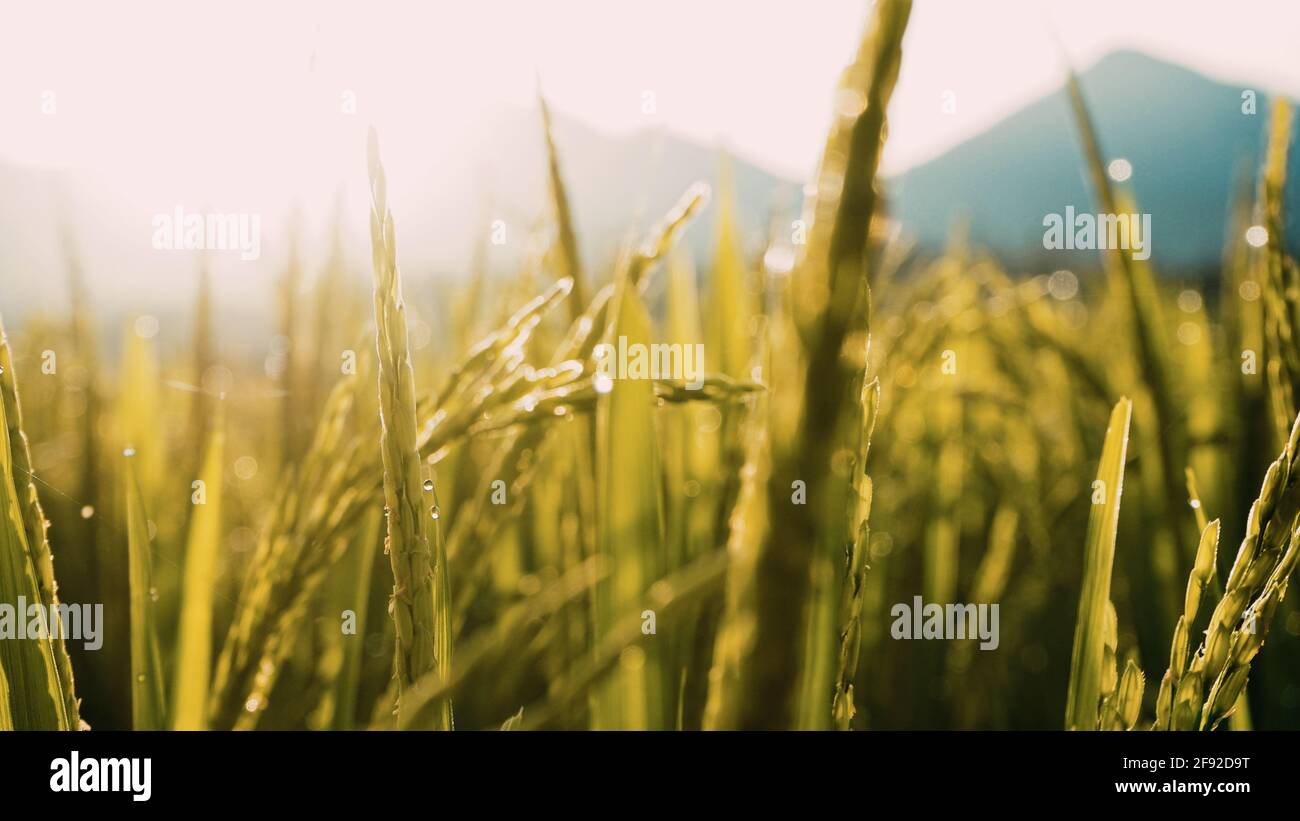 Non sticky rice hi-res stock photography and images - Alamy