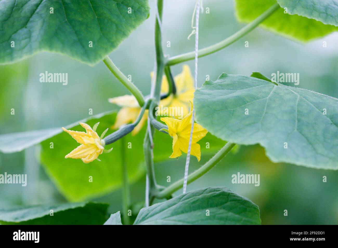 Saudi Arabian farm land Stock Photo - Alamy