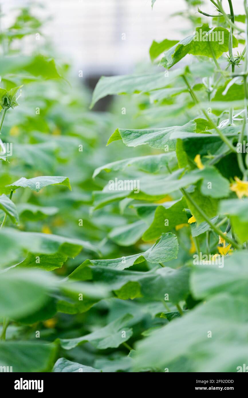 Saudi Arabian farm land Stock Photo - Alamy