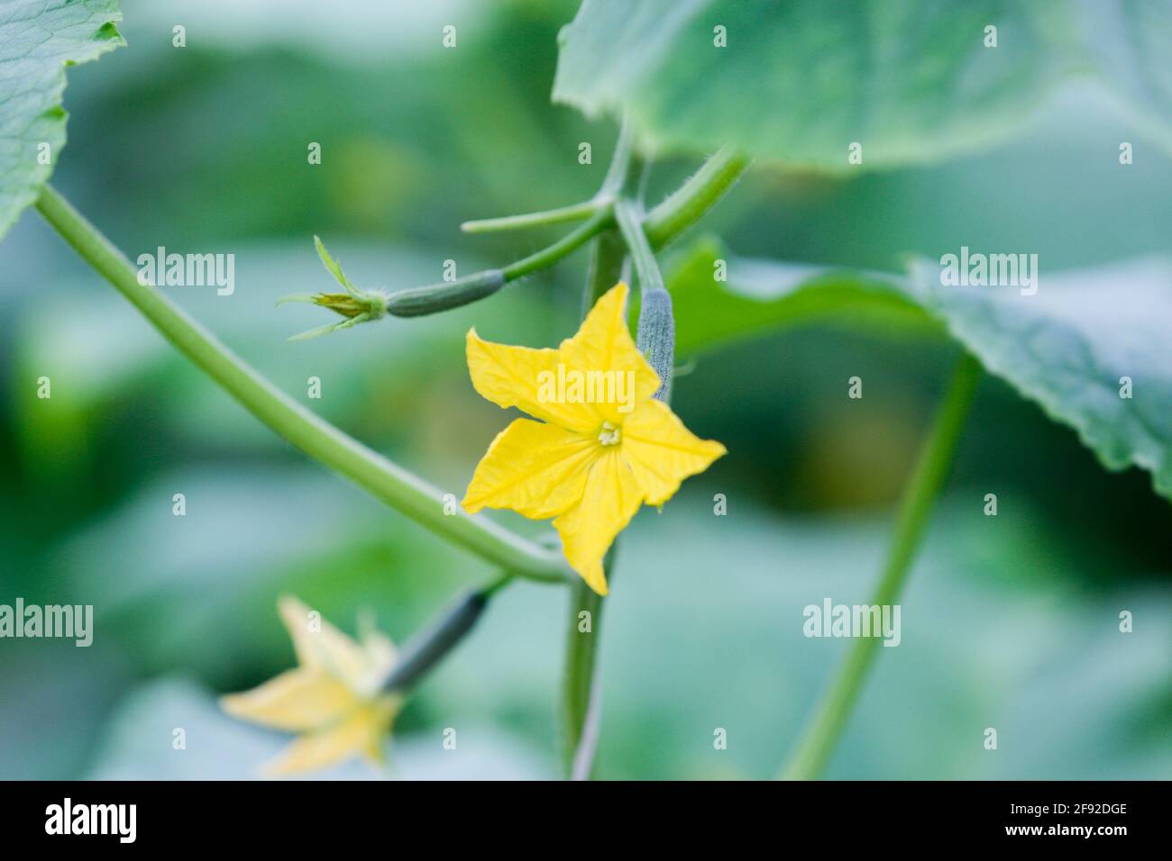Saudi Arabian farm land Stock Photo - Alamy