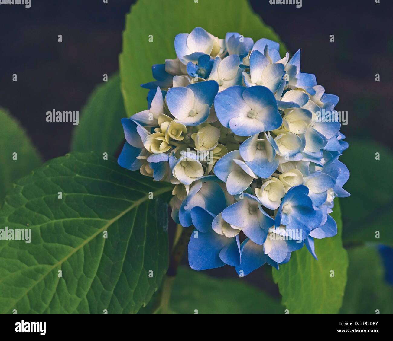 Beautiful blue hydrangea flower hi-res stock photography and images - Alamy