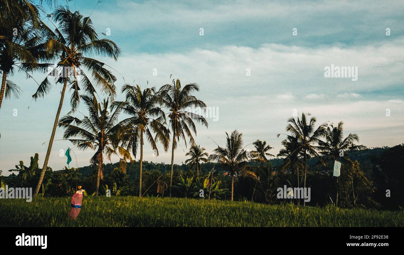 Natural landscapes in tropical countryside Stock Photo - Alamy