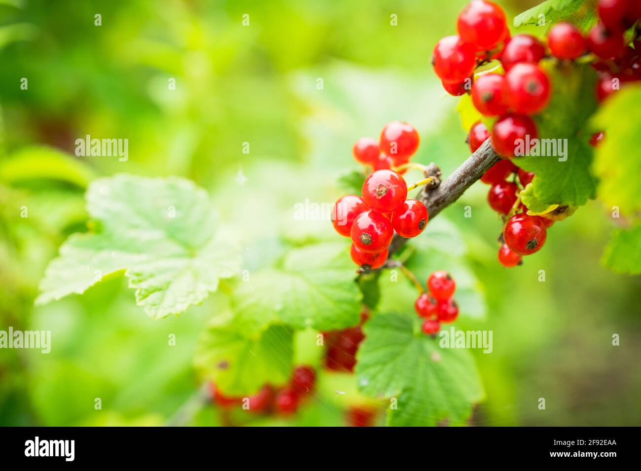 Ripe and juicy red currant berries on the branch. Selective focus ...