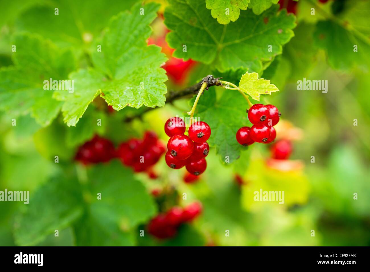 Ripe and juicy red currant berries on the branch. Selective focus ...