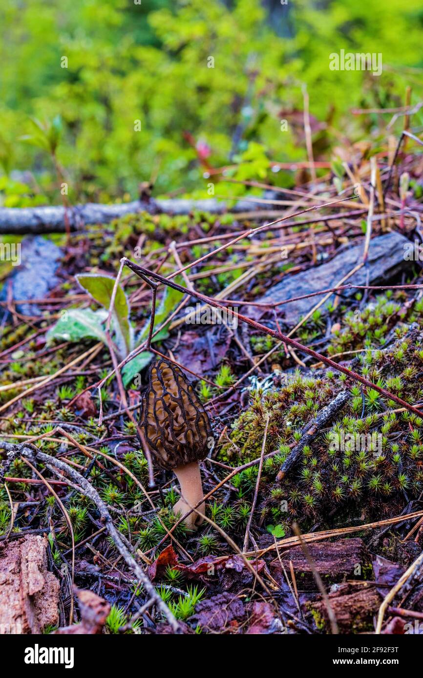 Morel mushroom hi-res stock photography and images - Alamy
