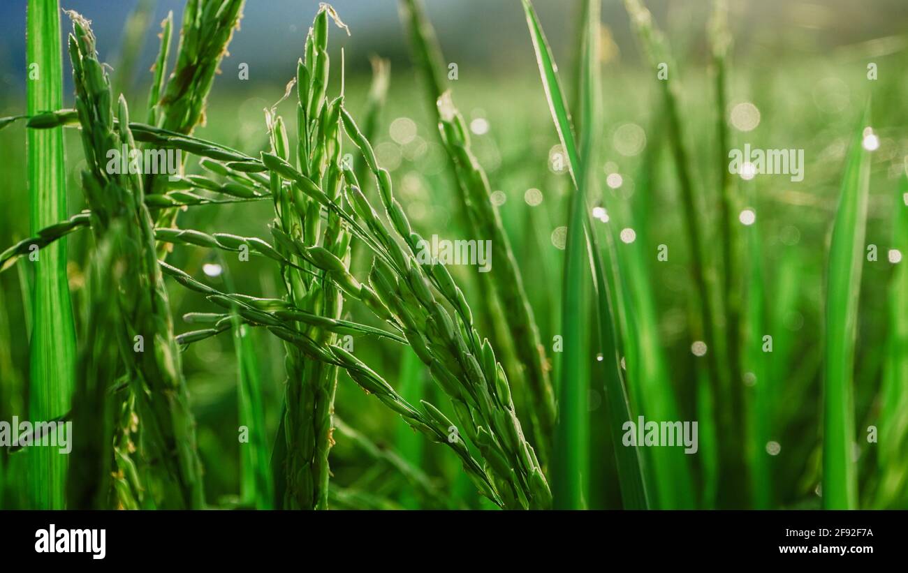 Rice landscape hi-res stock photography and images - Alamy