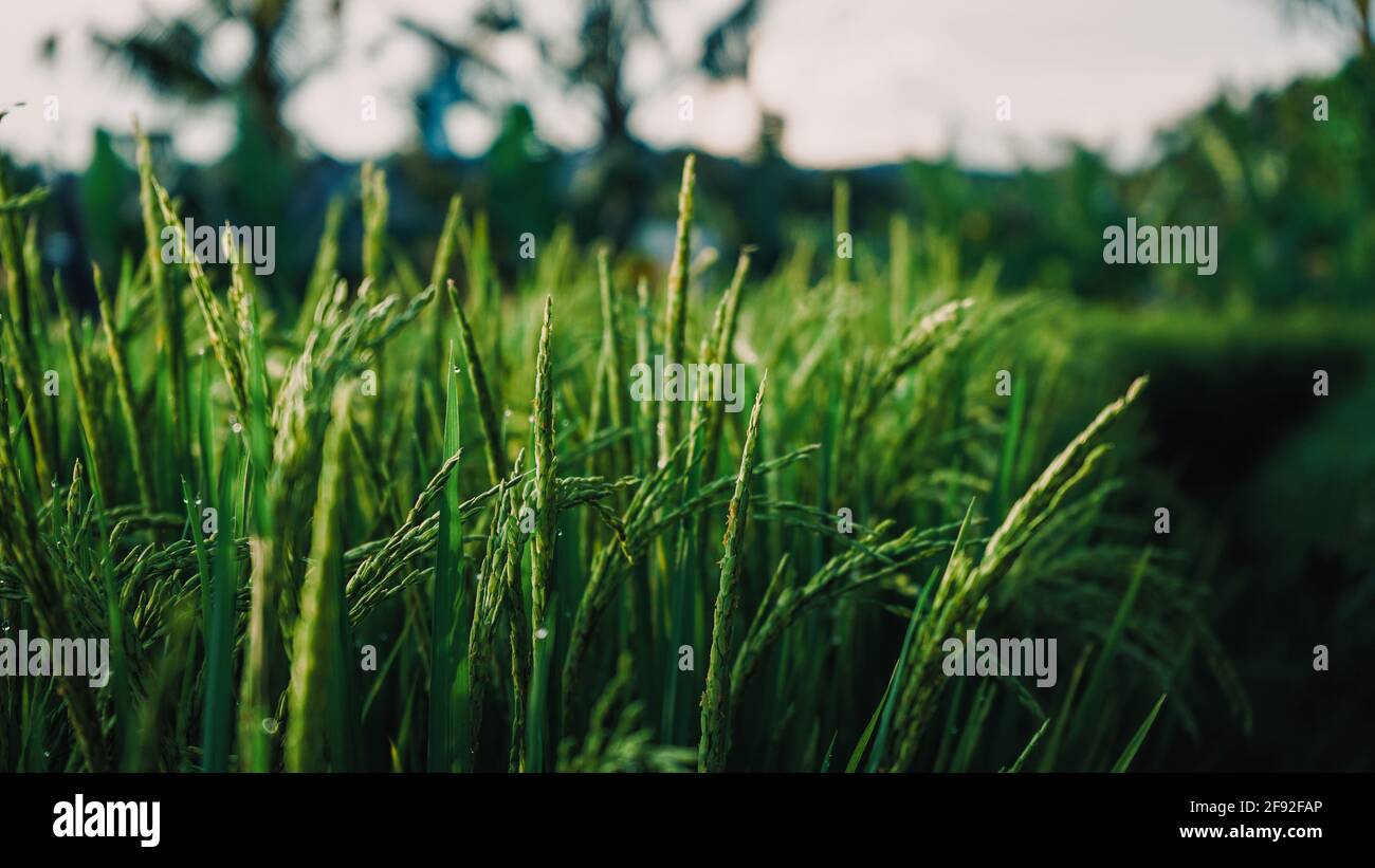Rice landscape hi-res stock photography and images - Alamy