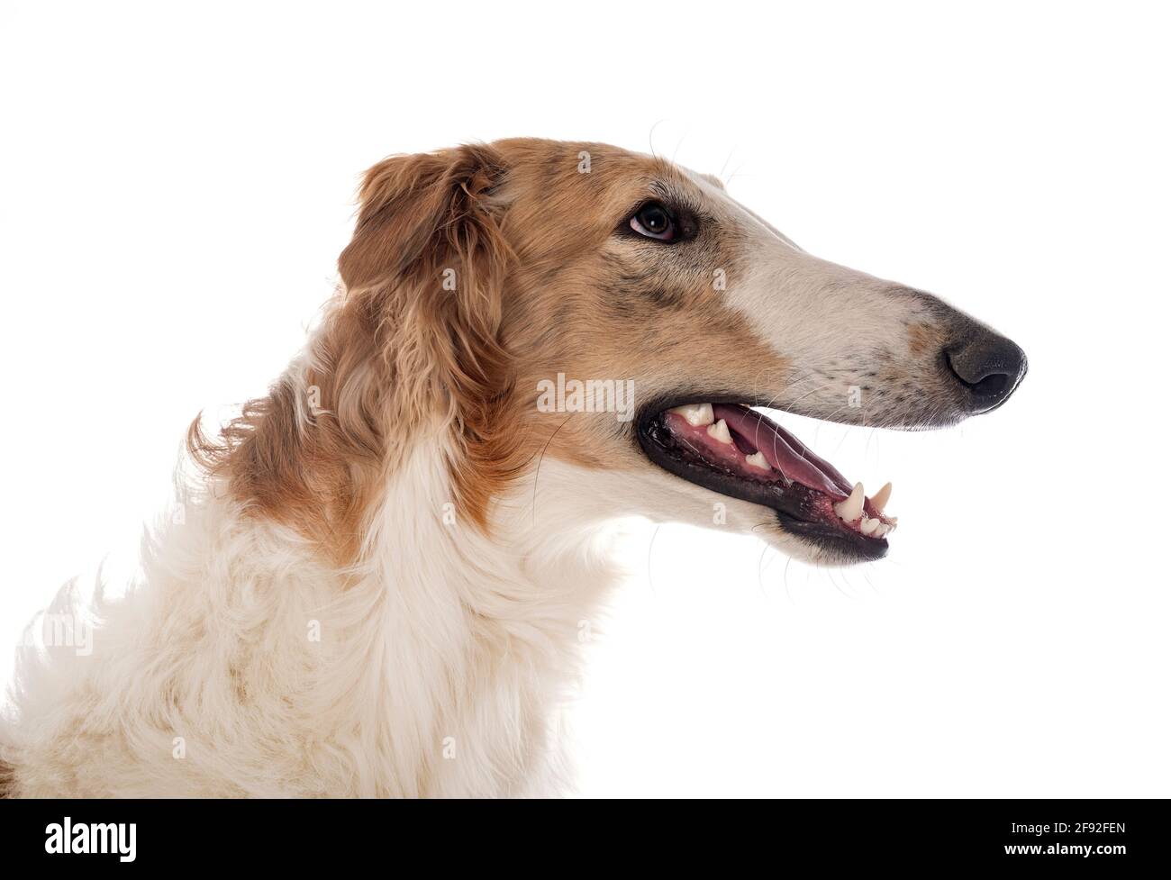 young borzoi in front of white background Stock Photo - Alamy