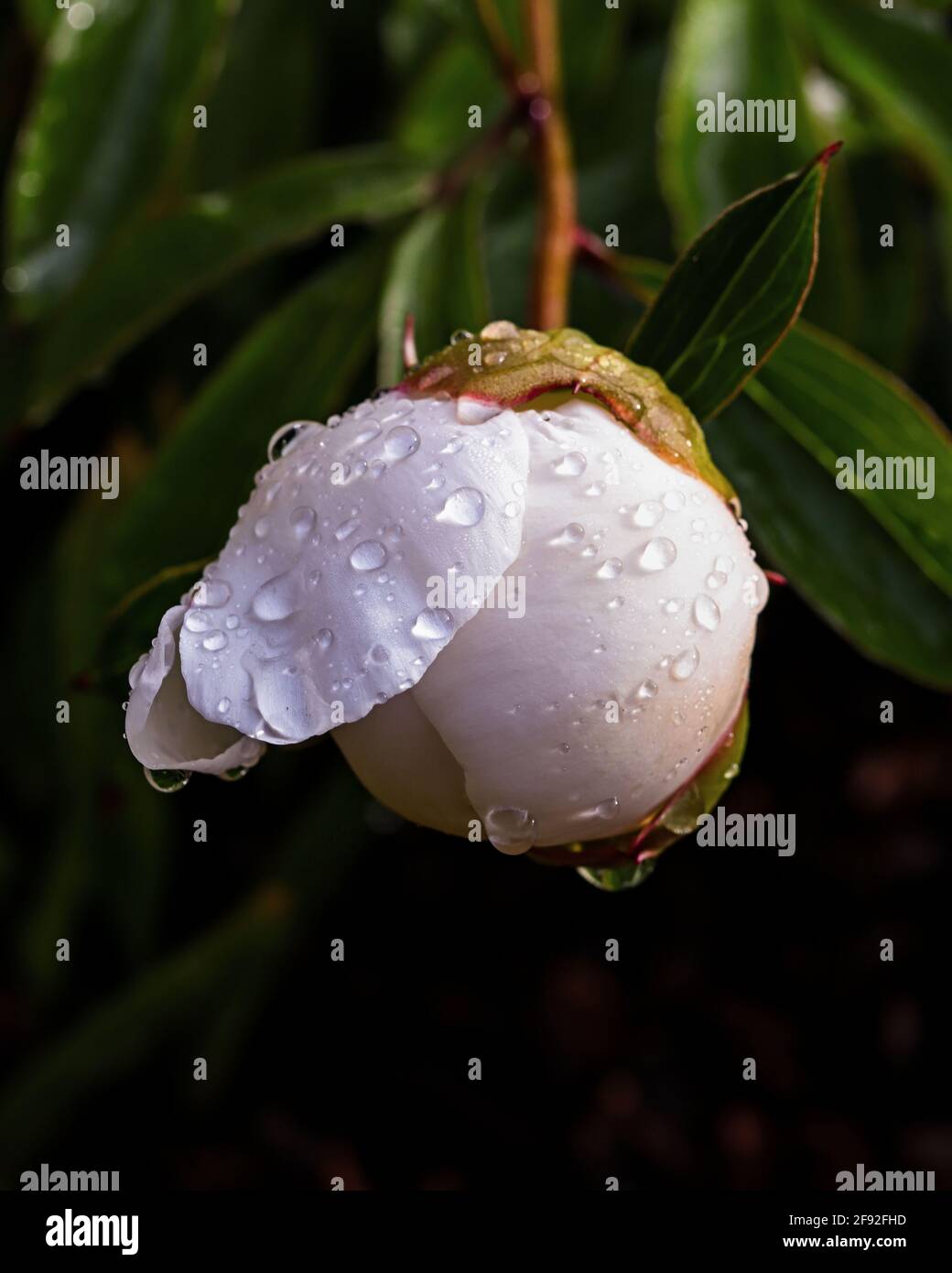 Wet bloom after spring rain storm hi-res stock photography and images ...