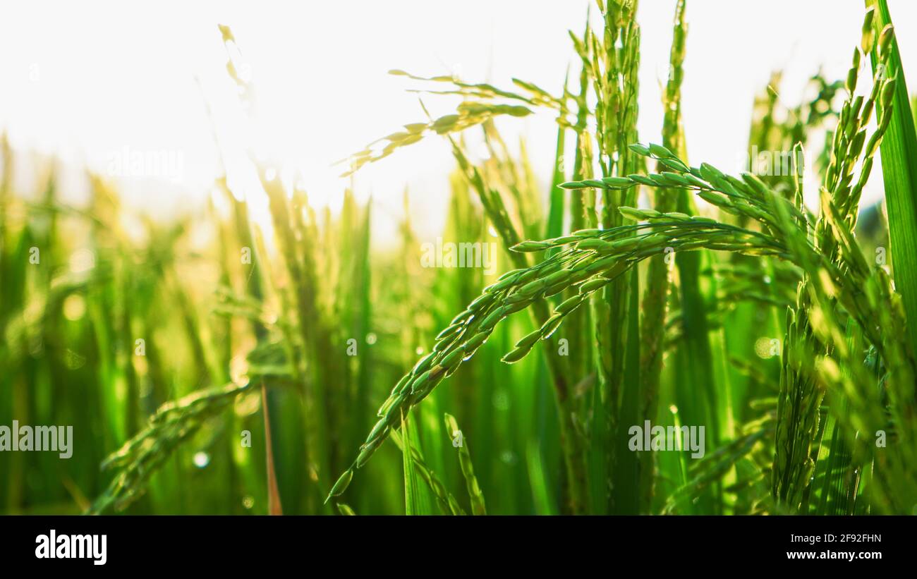 Green rice landscape in the morning Stock Photo - Alamy