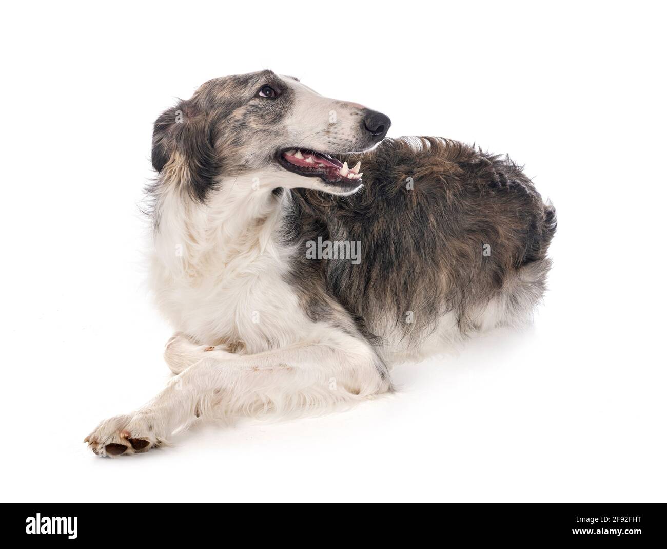 young borzoi in front of white background Stock Photo - Alamy