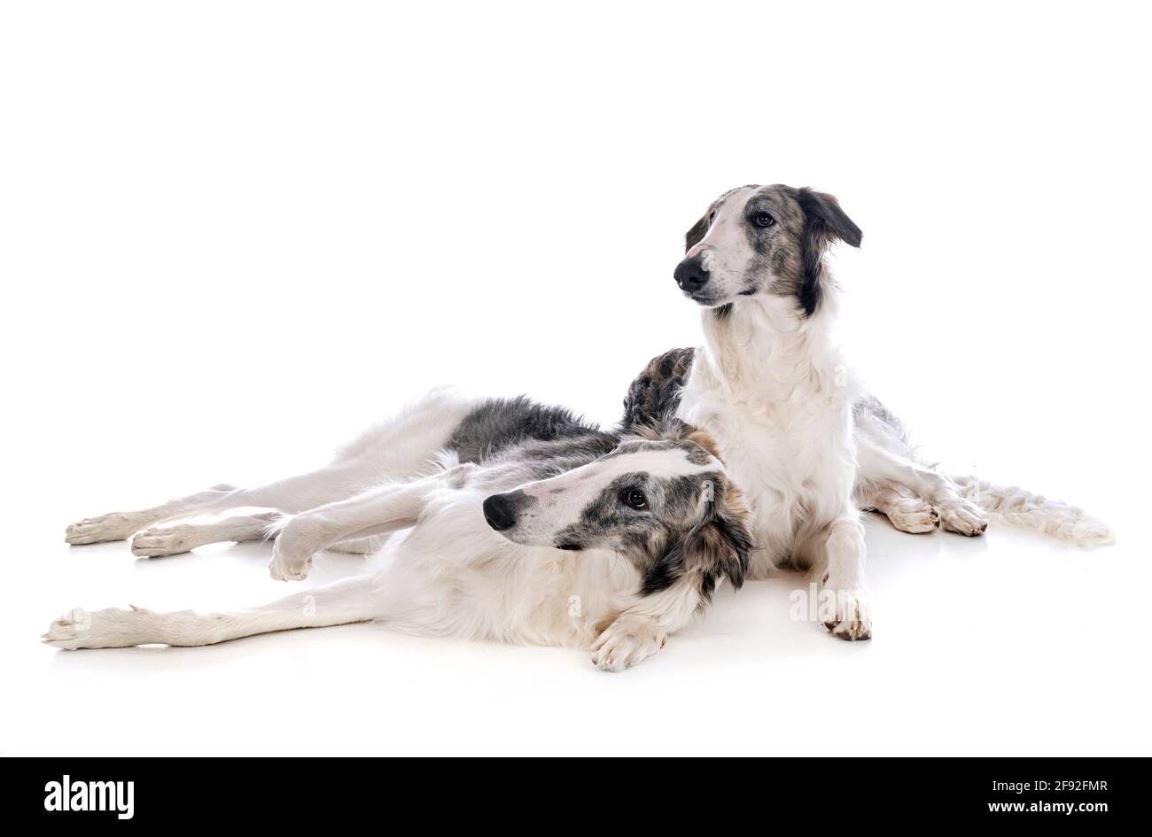 young borzois in front of white background Stock Photo - Alamy