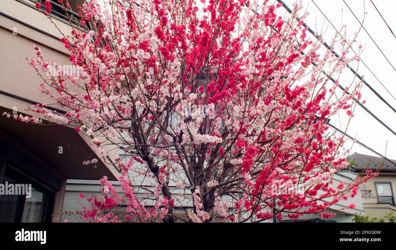 Shot of pink blossomed tree Stock Photo - Alamy