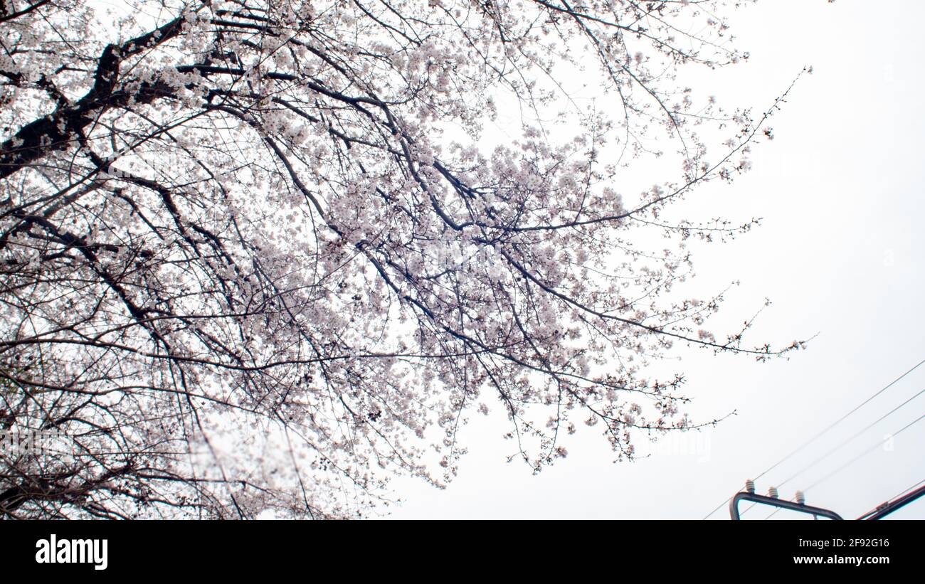 Shot of blossomed tree branches on a sky background Stock Photo - Alamy