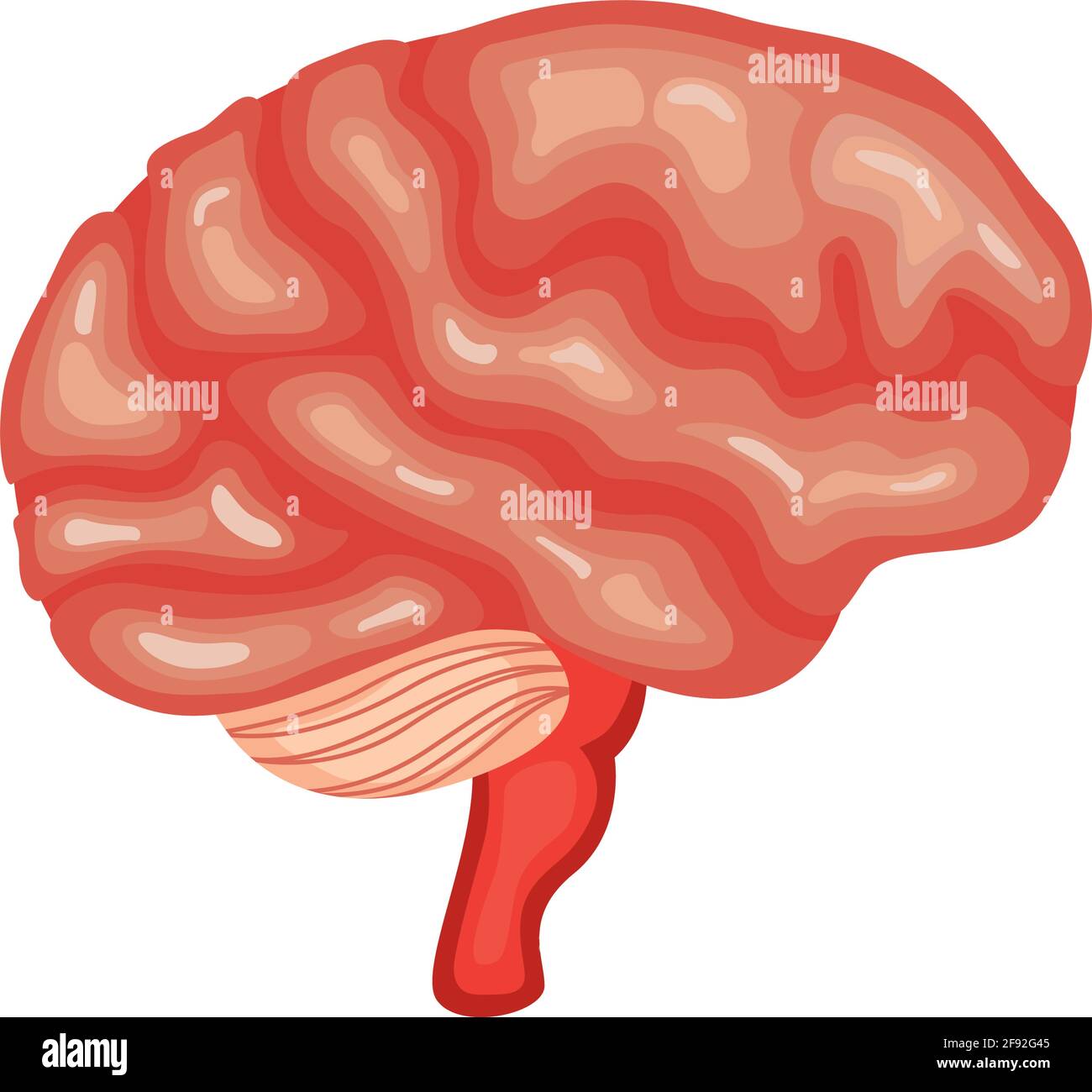 brain organ human anatomy icon Stock Vector Image & Art - Alamy