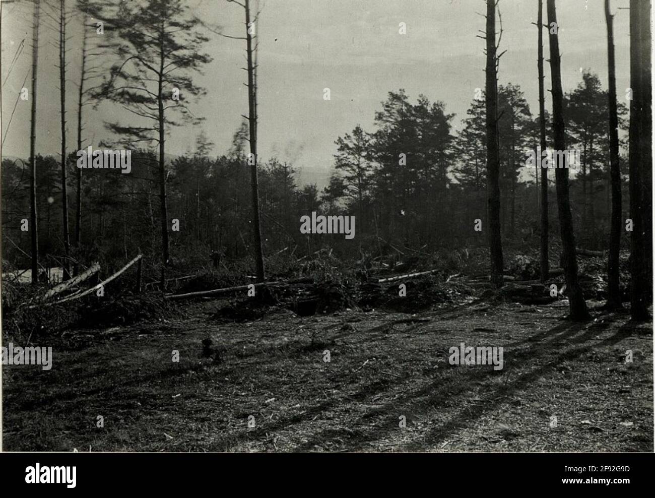 Effect of the German artillery fire in the forest on the Przysnica ...