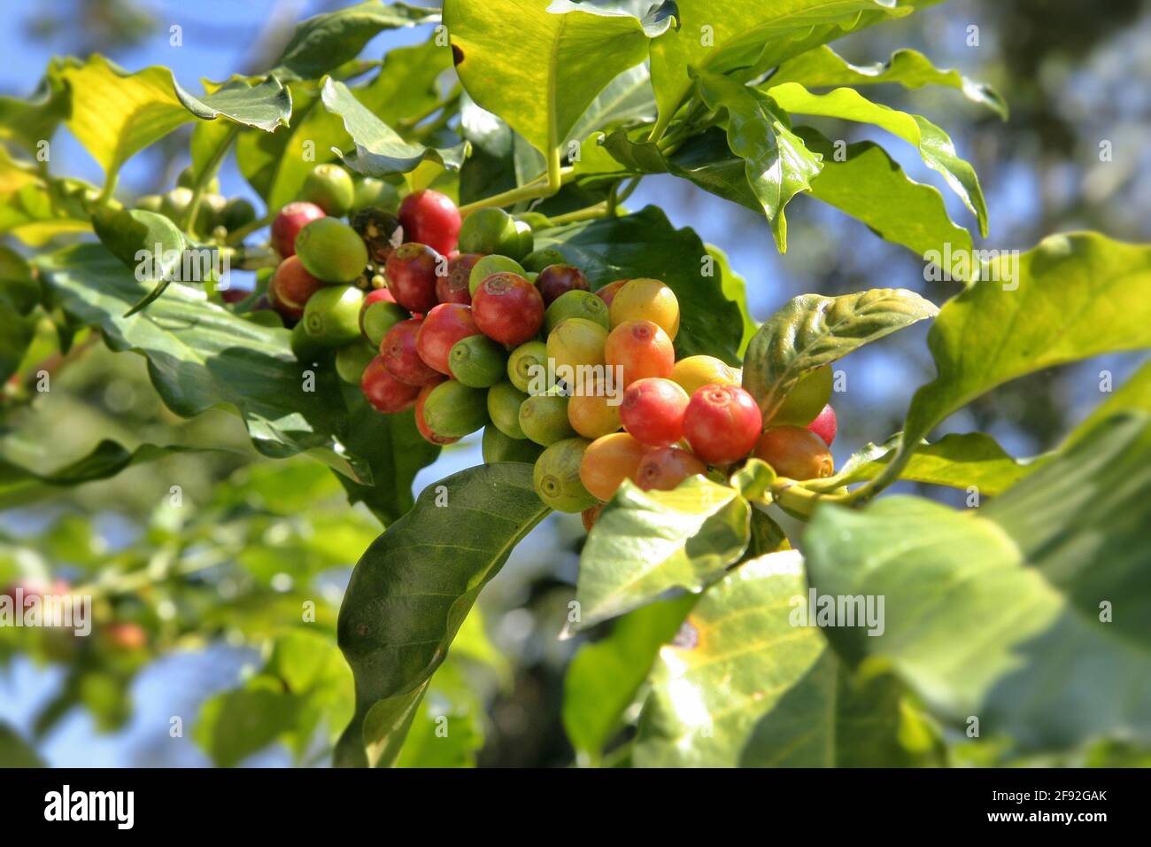 Mexican bean tree hi-res stock photography and images - Alamy