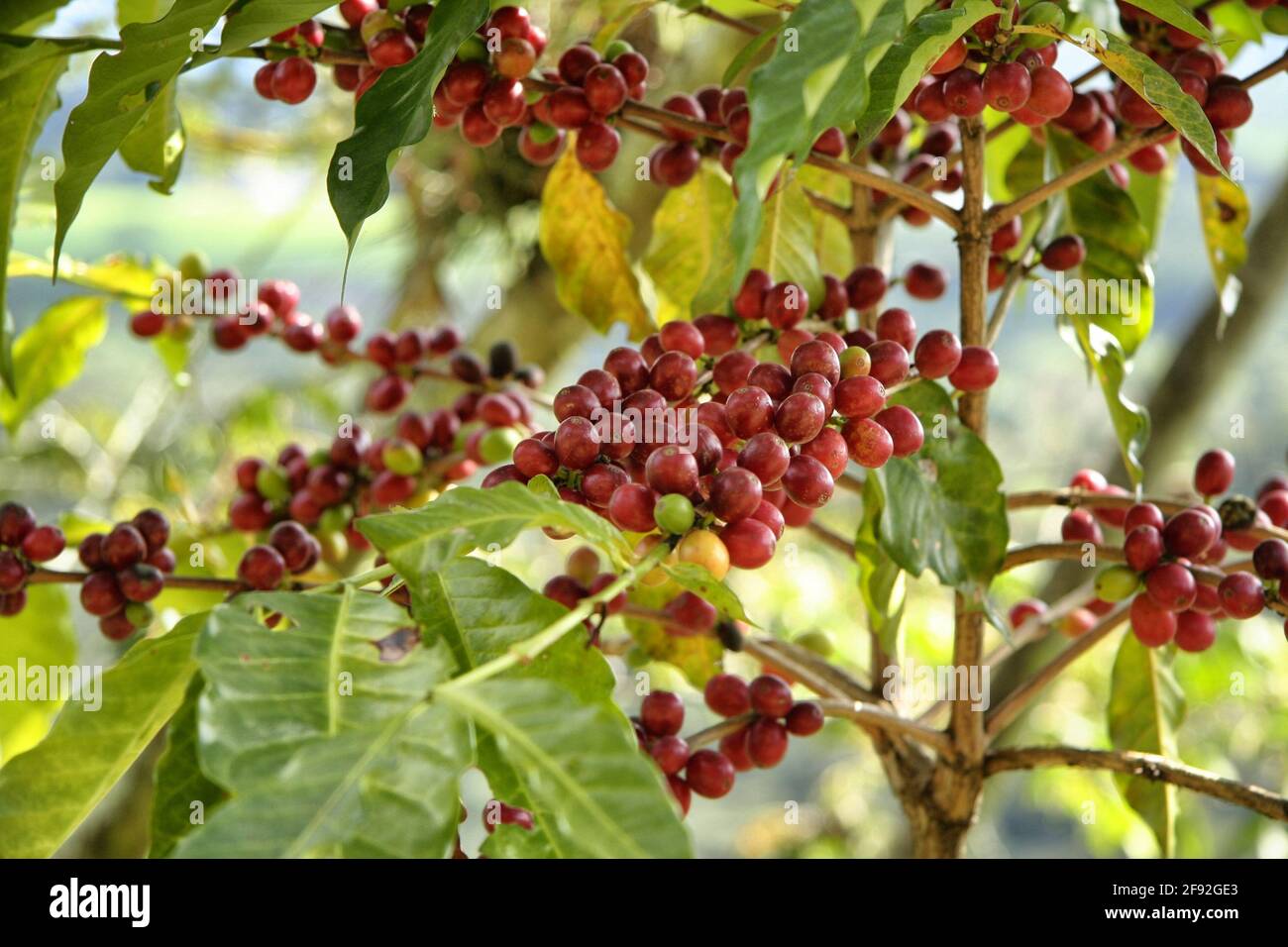 Mexican bean tree hi-res stock photography and images - Alamy