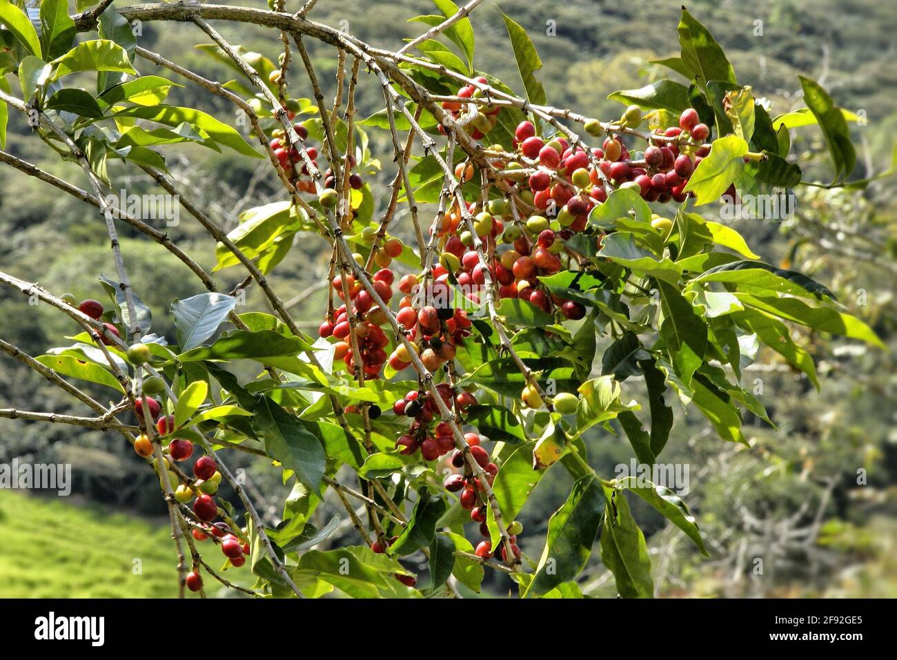 Mexican bean tree hi-res stock photography and images - Alamy