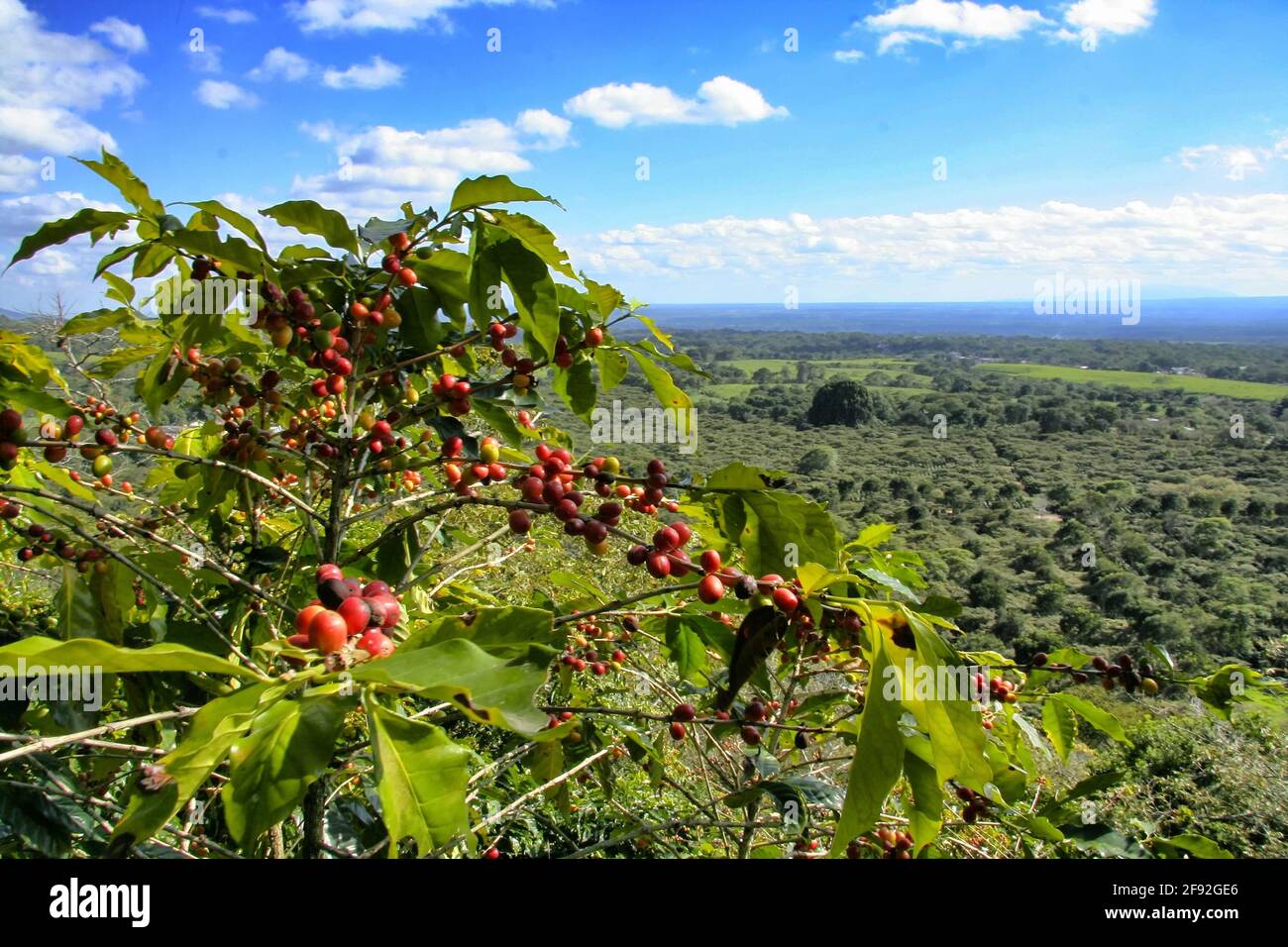 Mexican bean tree hi-res stock photography and images - Alamy