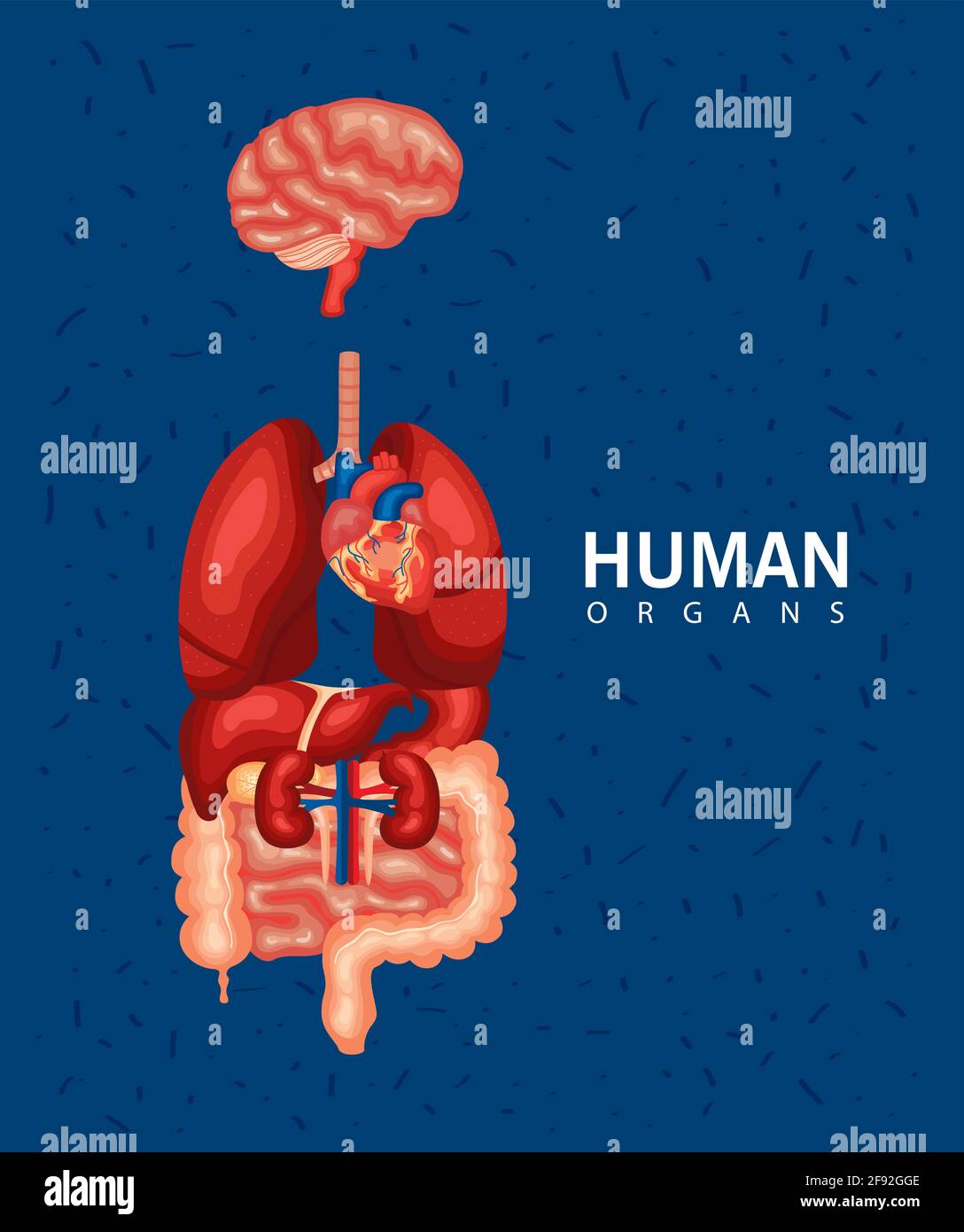 Human anatomy icons parts hi-res stock photography and images - Alamy