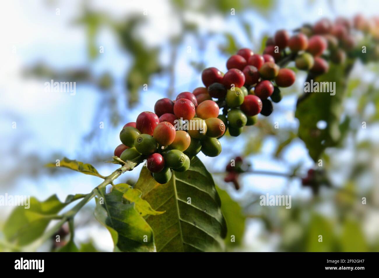 Mexican bean tree hi-res stock photography and images - Alamy