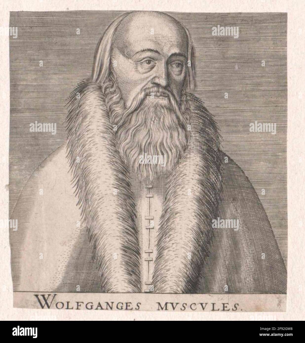 Wolfgang musculus hi-res stock photography and images - Alamy